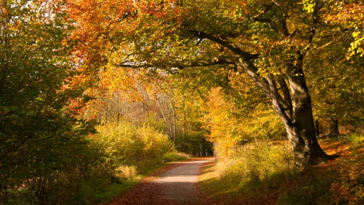 Duncombe Terrace walk | Hertfordshire | National Trust