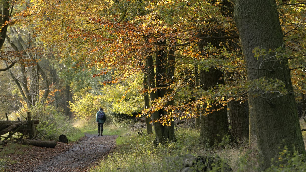 The future of Ashridge │ Hertfordshire | National Trust