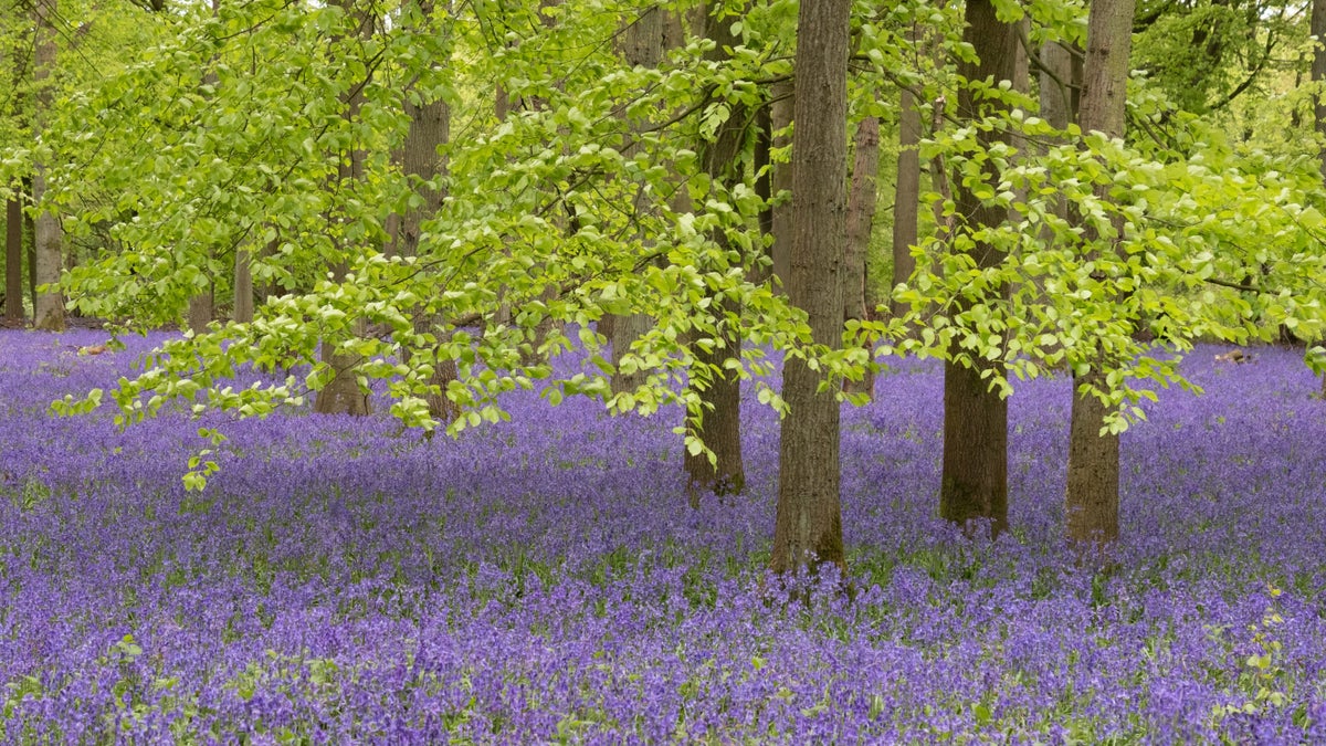 Ashridge Estate | Hertfordshire | National Trust