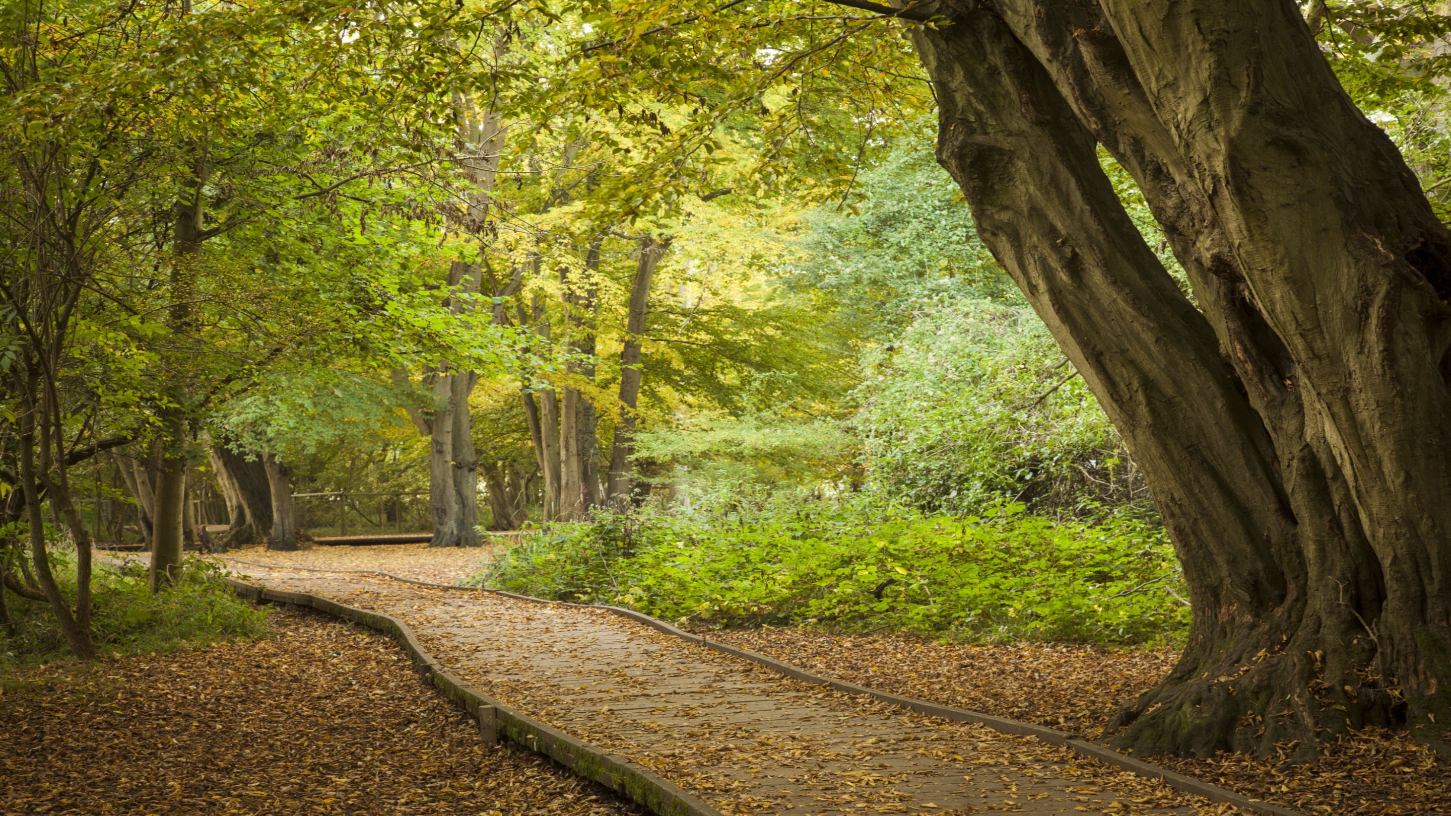 Hatfield Forest | Essex | National Trust