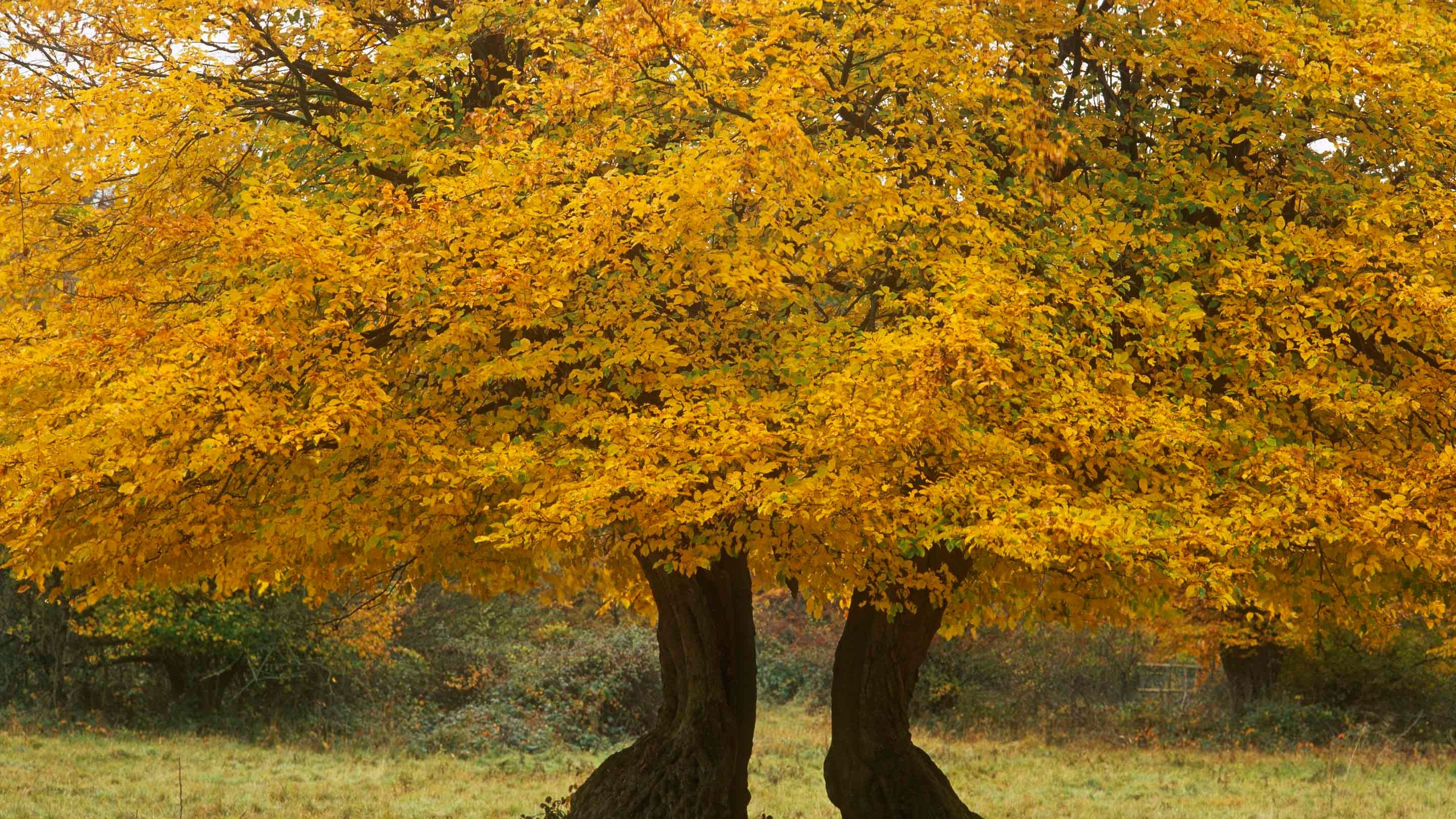 Hatfield Forest | Essex | National Trust