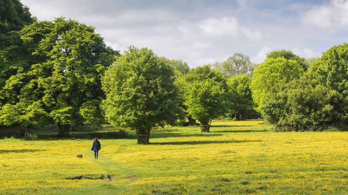 Discover Hatfield Forest | Essex | National Trust