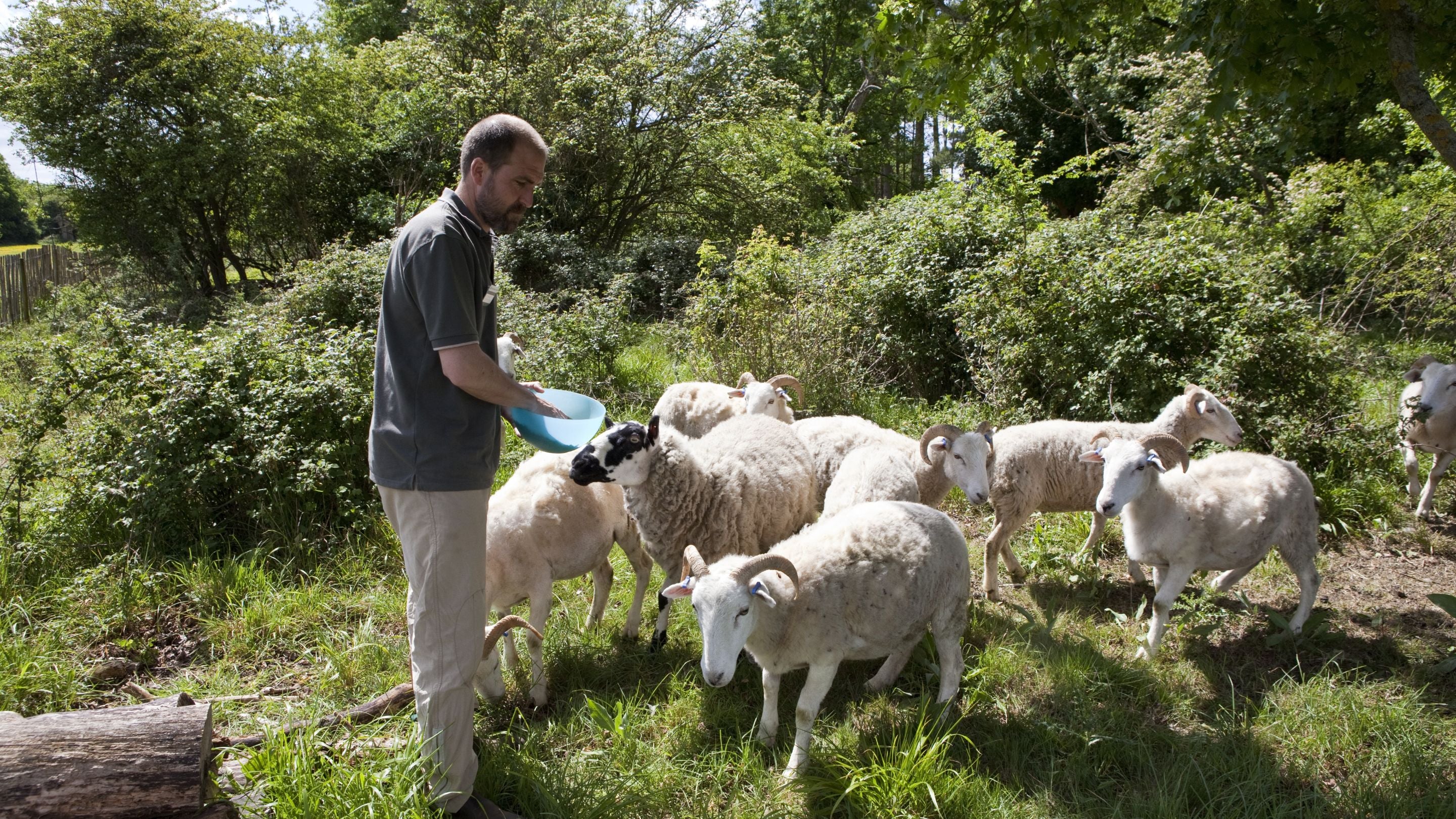 Our work at Hatfield Forest | Essex | National Trust