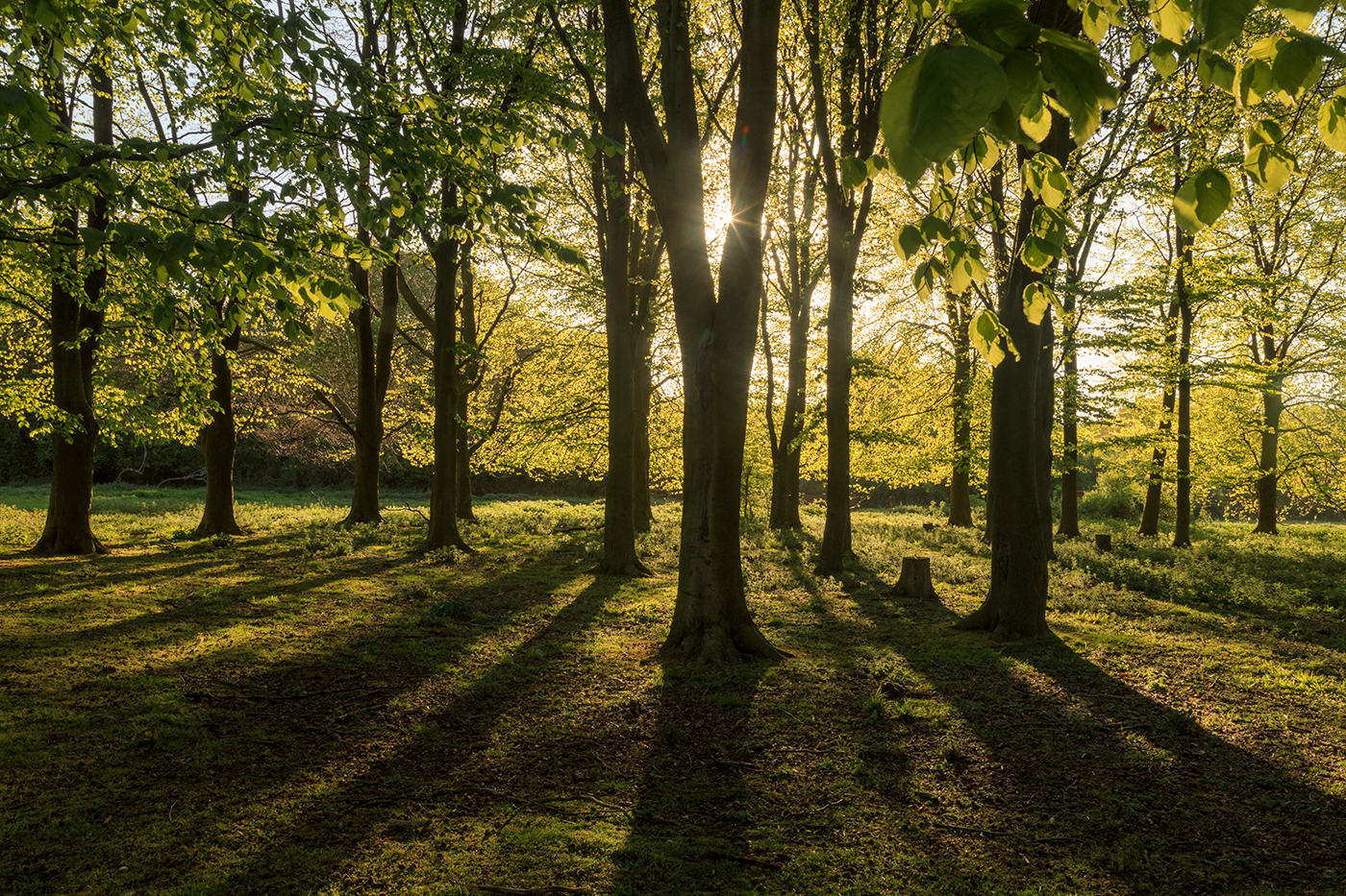 Hatfield Forest | Essex | National Trust