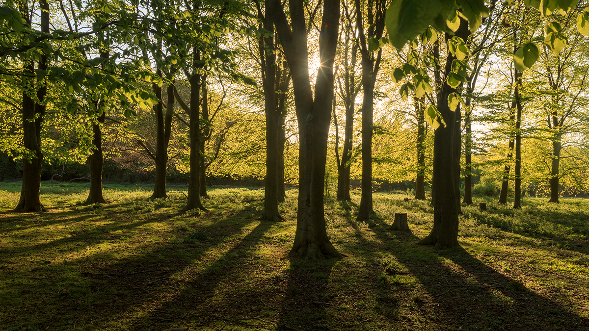 Hatfield Forest | Essex | National Trust