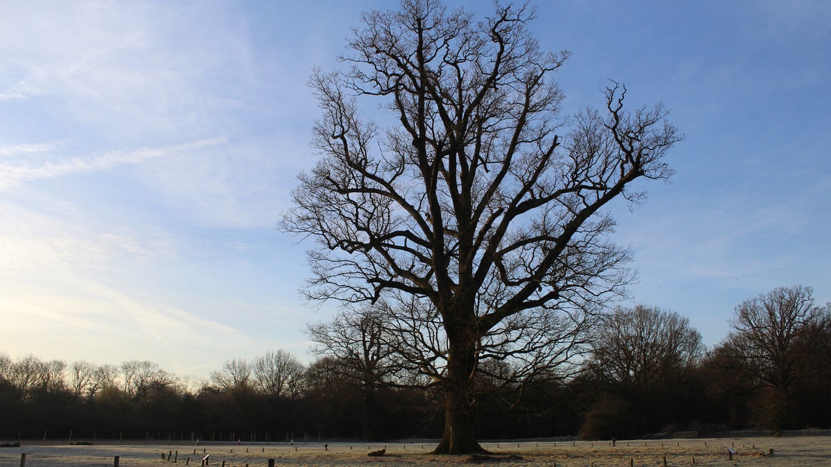 Discover Hatfield Forest | Essex | National Trust