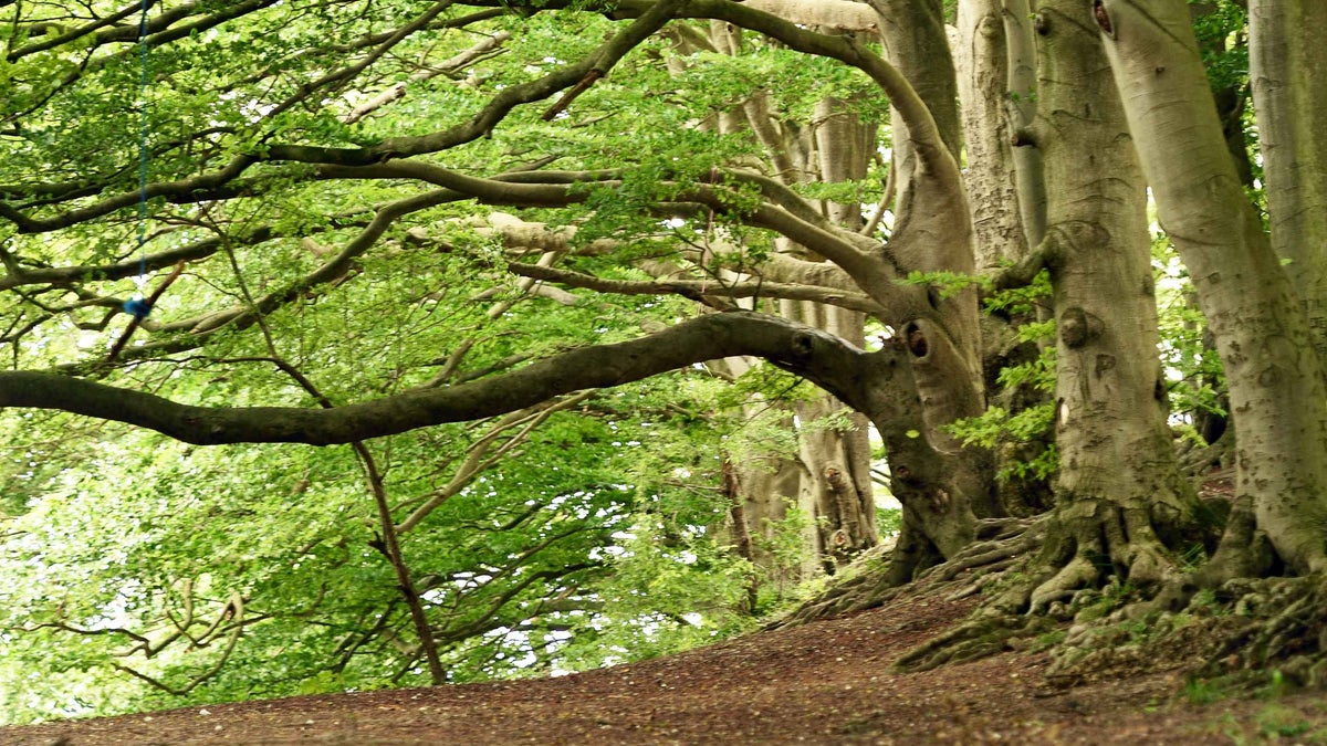 Sharpenhoe | Bedfordshire | National Trust