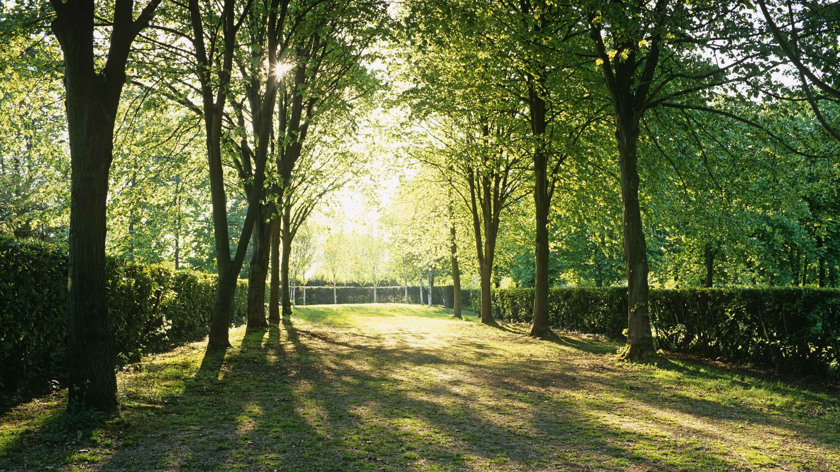 Whipsnade Tree Cathedral | Bedfordshire | National Trust