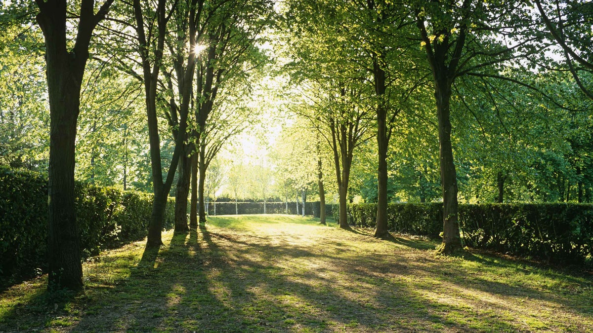 Whipsnade Tree Cathedral | Bedfordshire | National Trust