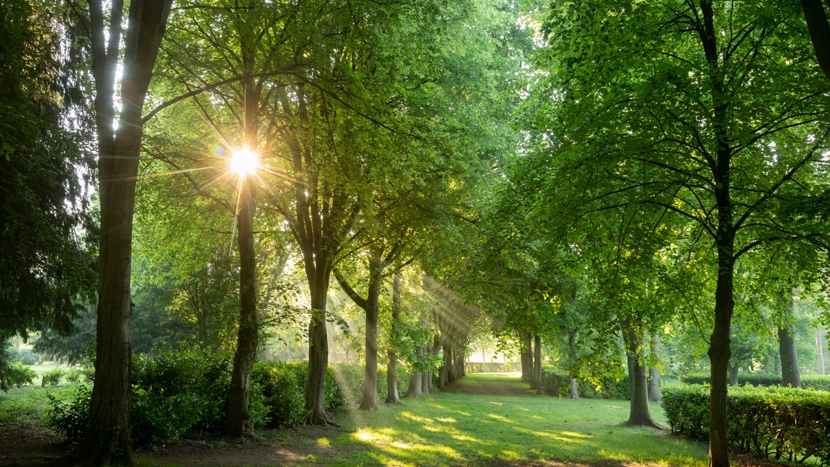 Our Work | Whipsnade Tree Cathedral | Beds | National Trust