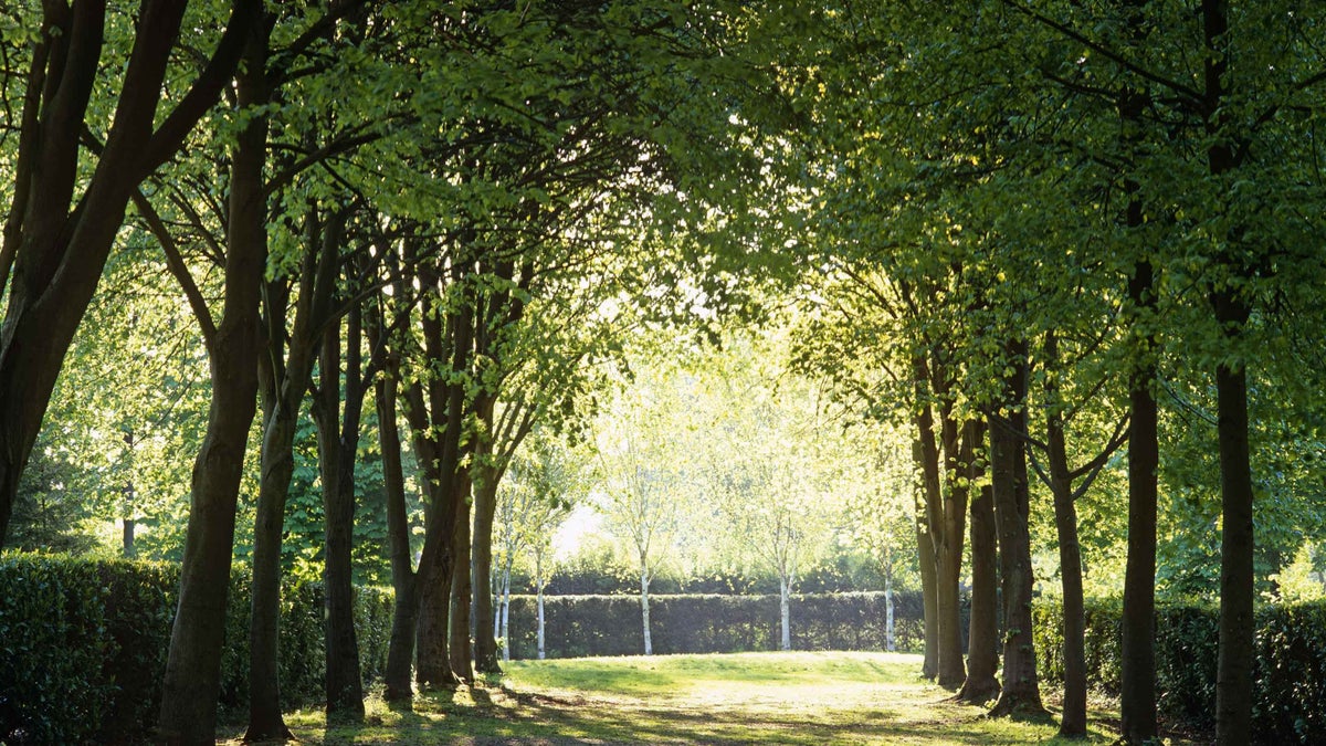 History of Whipsnade Tree Cathedral | Beds | National Trust