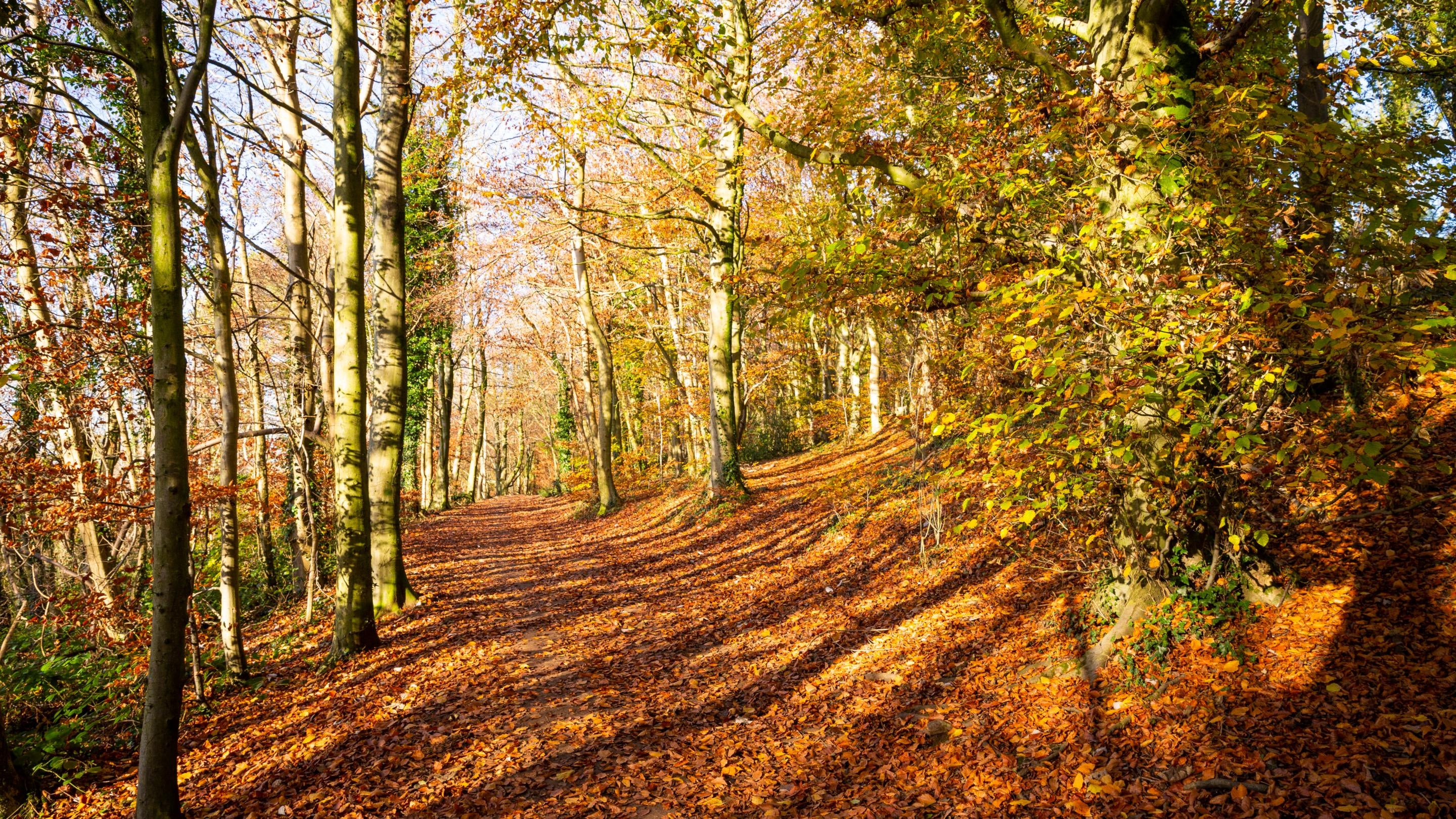 Make a charitable donation | National Trust