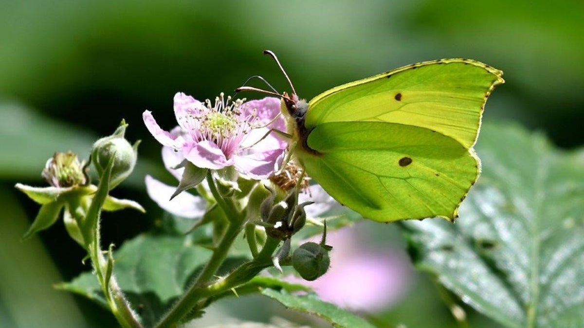 Nature recovery at Hinton Ampner | Hants | National Trust