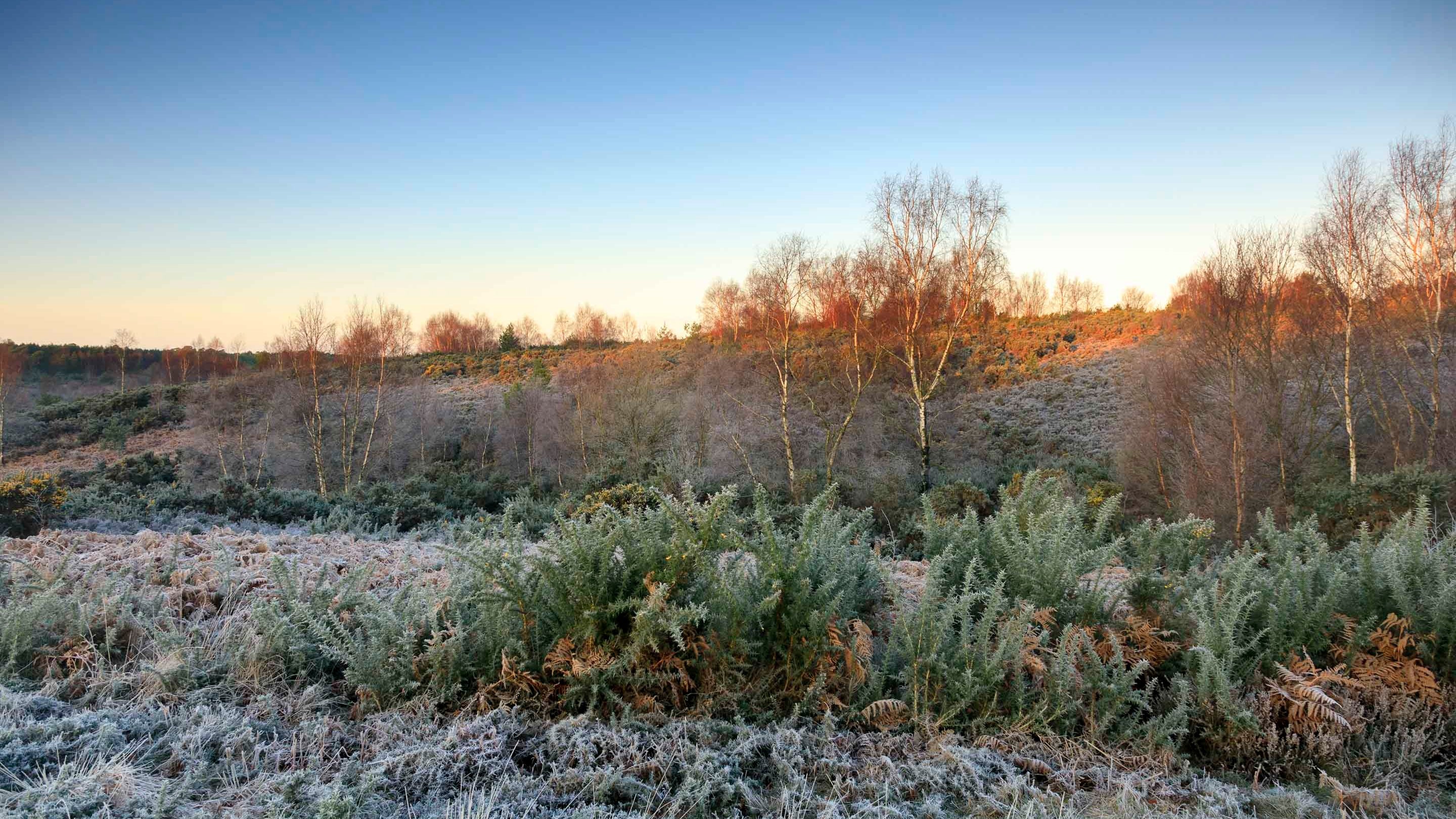 Ludshott Commons | Hampshire | National Trust