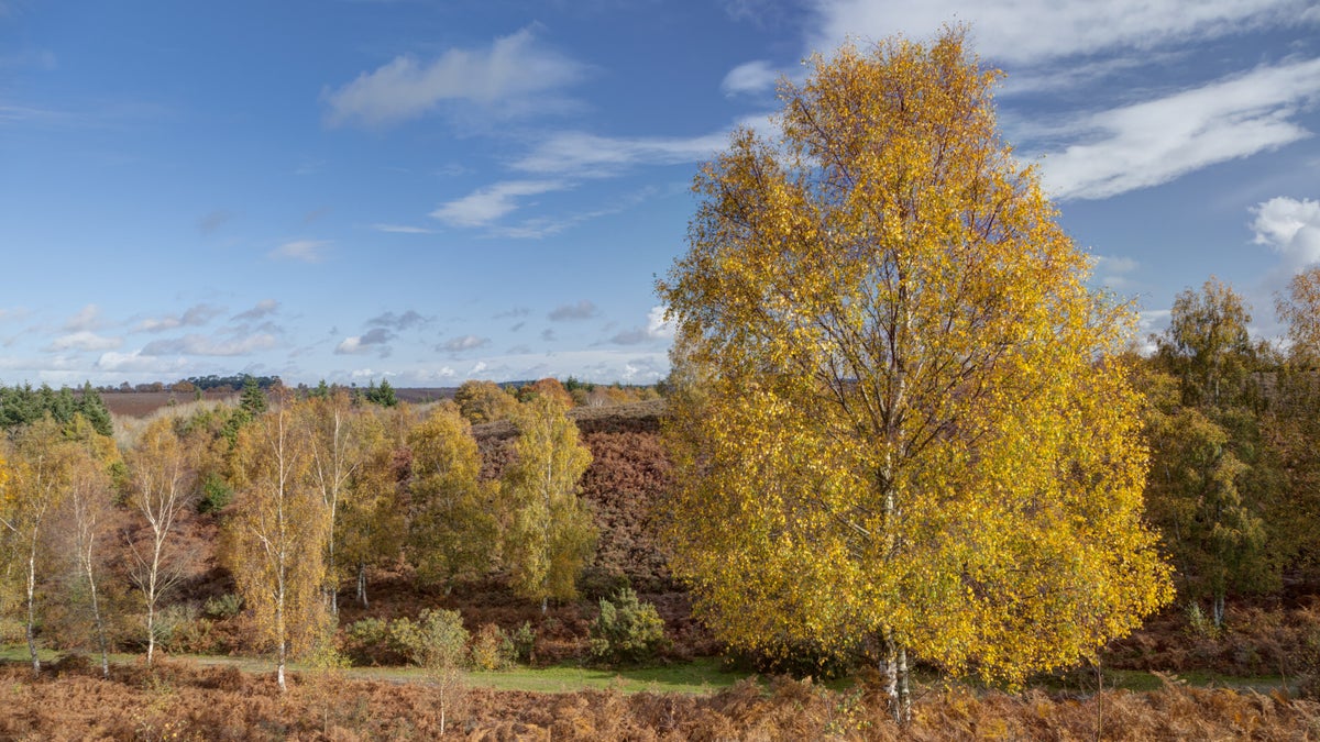Huff Duff walk New Forest Northern Commons | National Trust