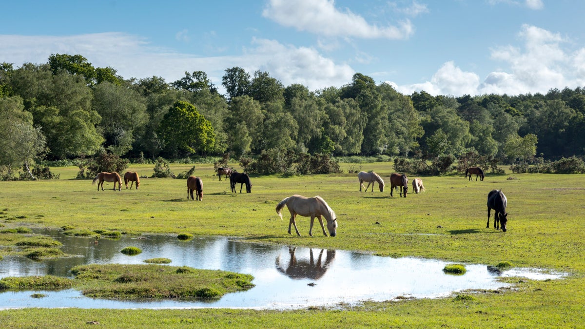 The New Forest's history │ Hampshire | National Trust