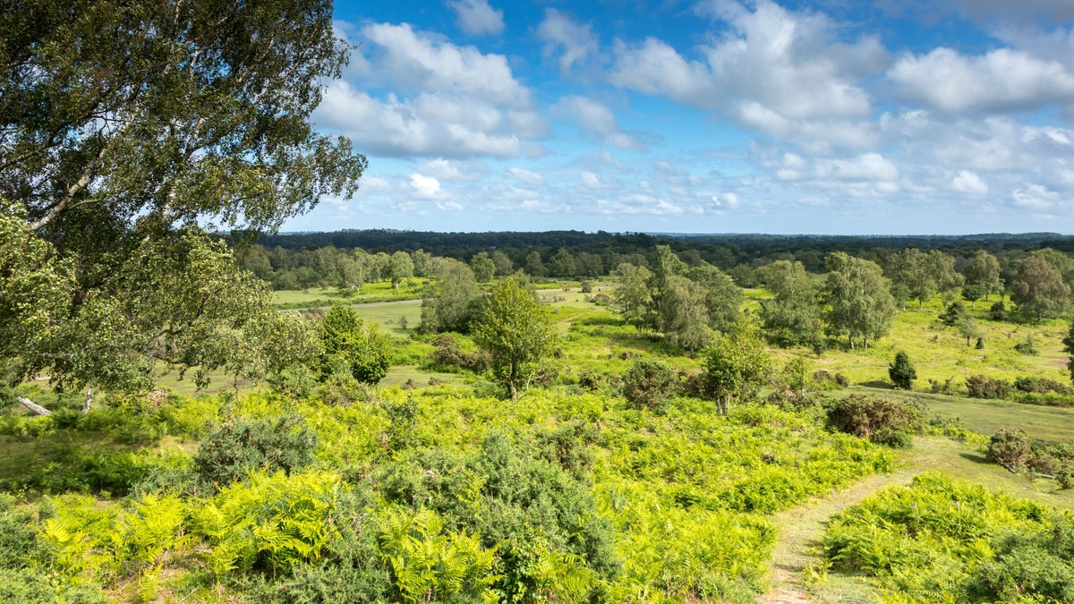 Top walks in Hampshire | National Trust