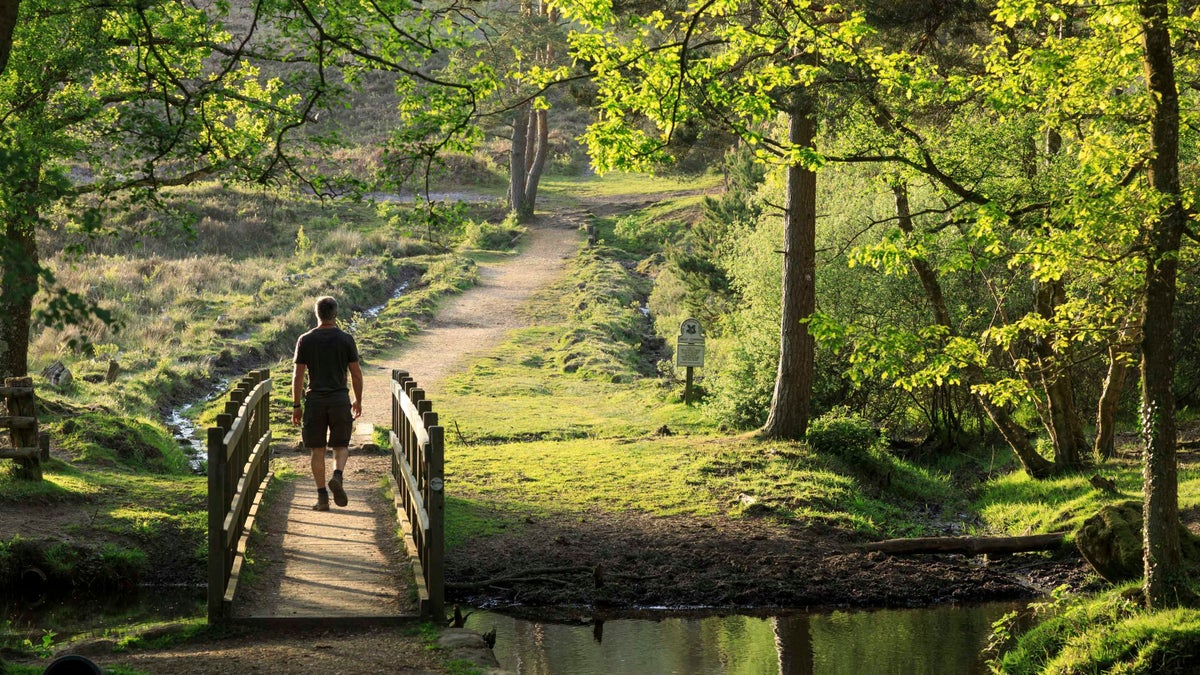 new forest tree walk