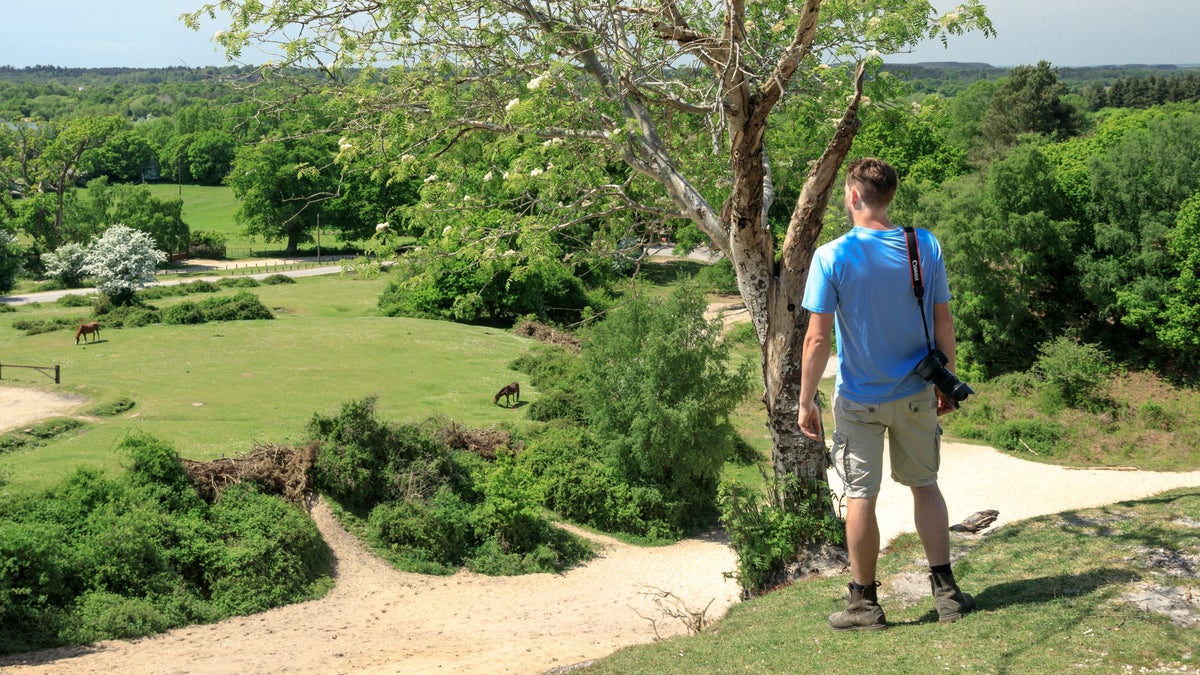 Huff Duff walk New Forest Northern Commons | National Trust