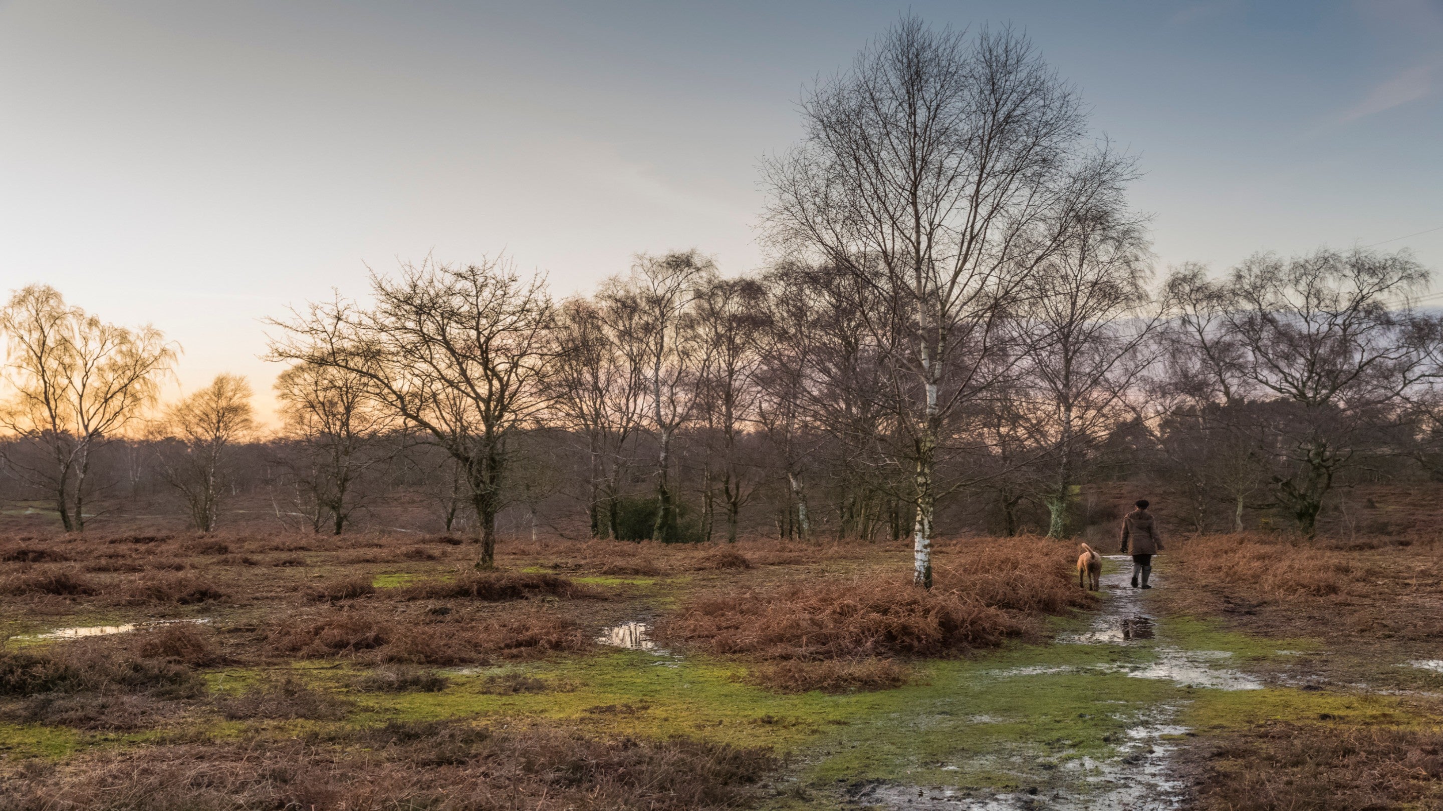 Huff Duff walk New Forest Northern Commons | National Trust