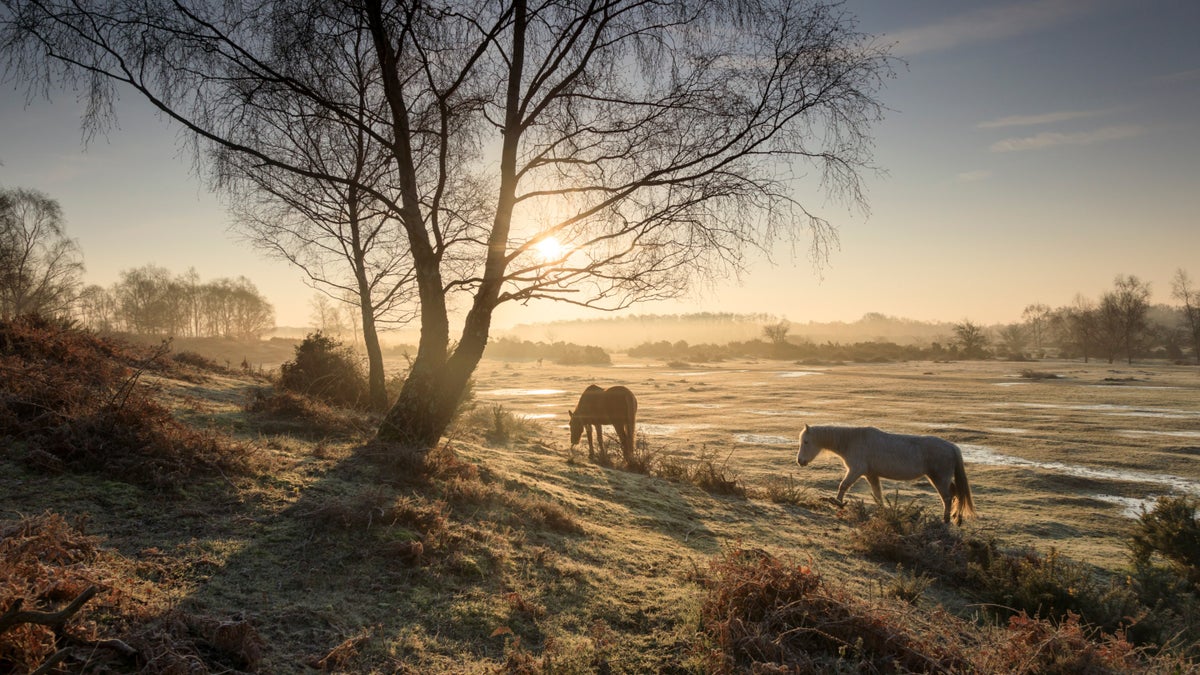 Protecting our environment and climate | National Trust