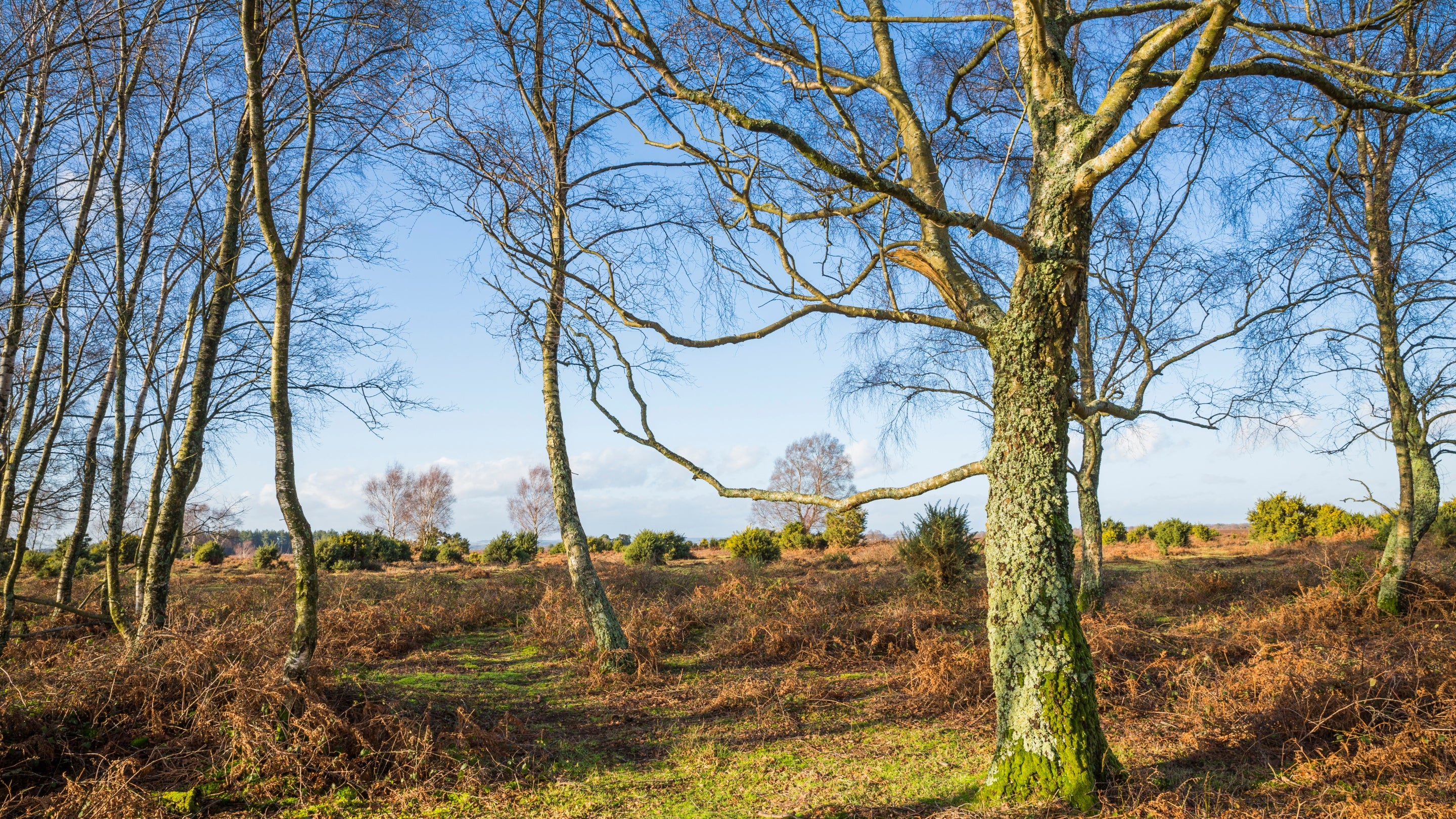 Countryside and woodland in Hampshire | National Trust