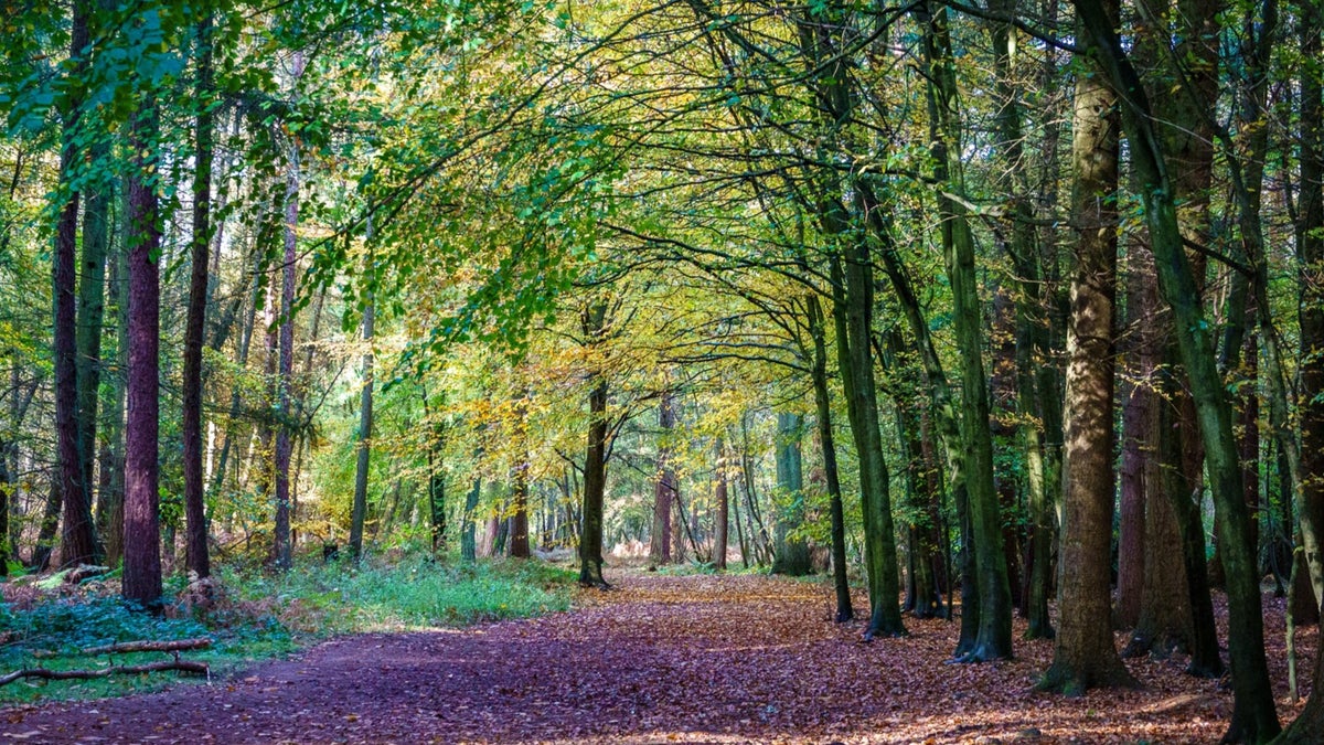 Visiting The Vyne’s estate| Hampshire | National Trust