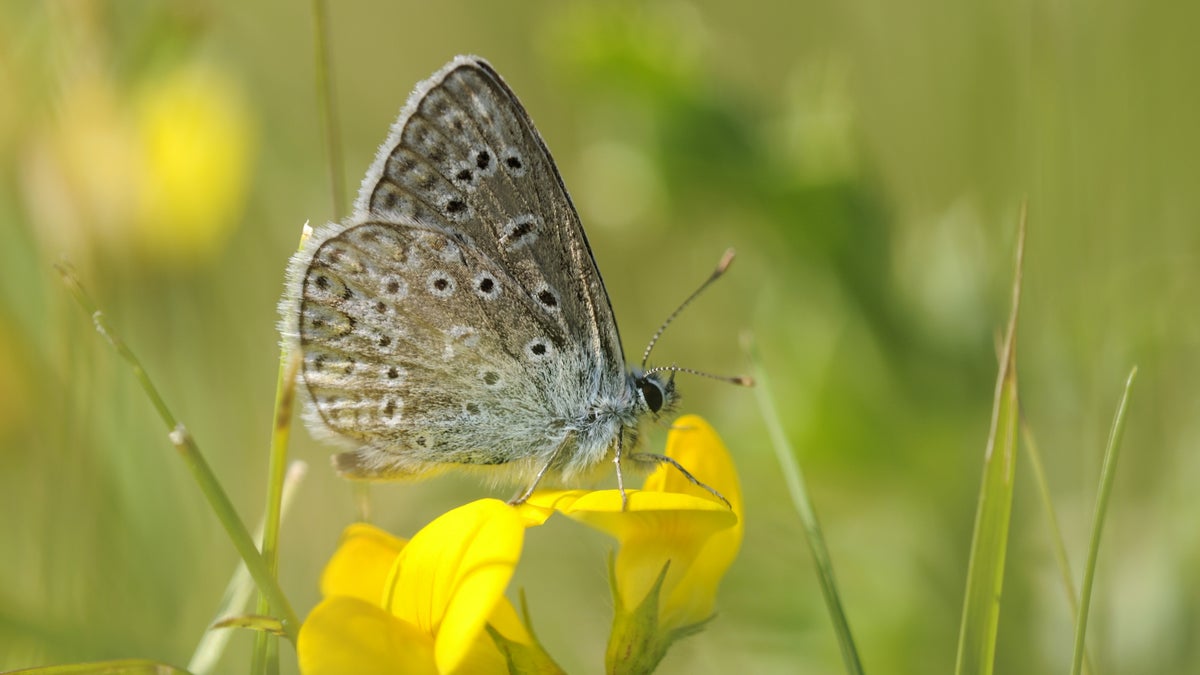 Paradise on the Isle of Wight butterfly walk | National Trust