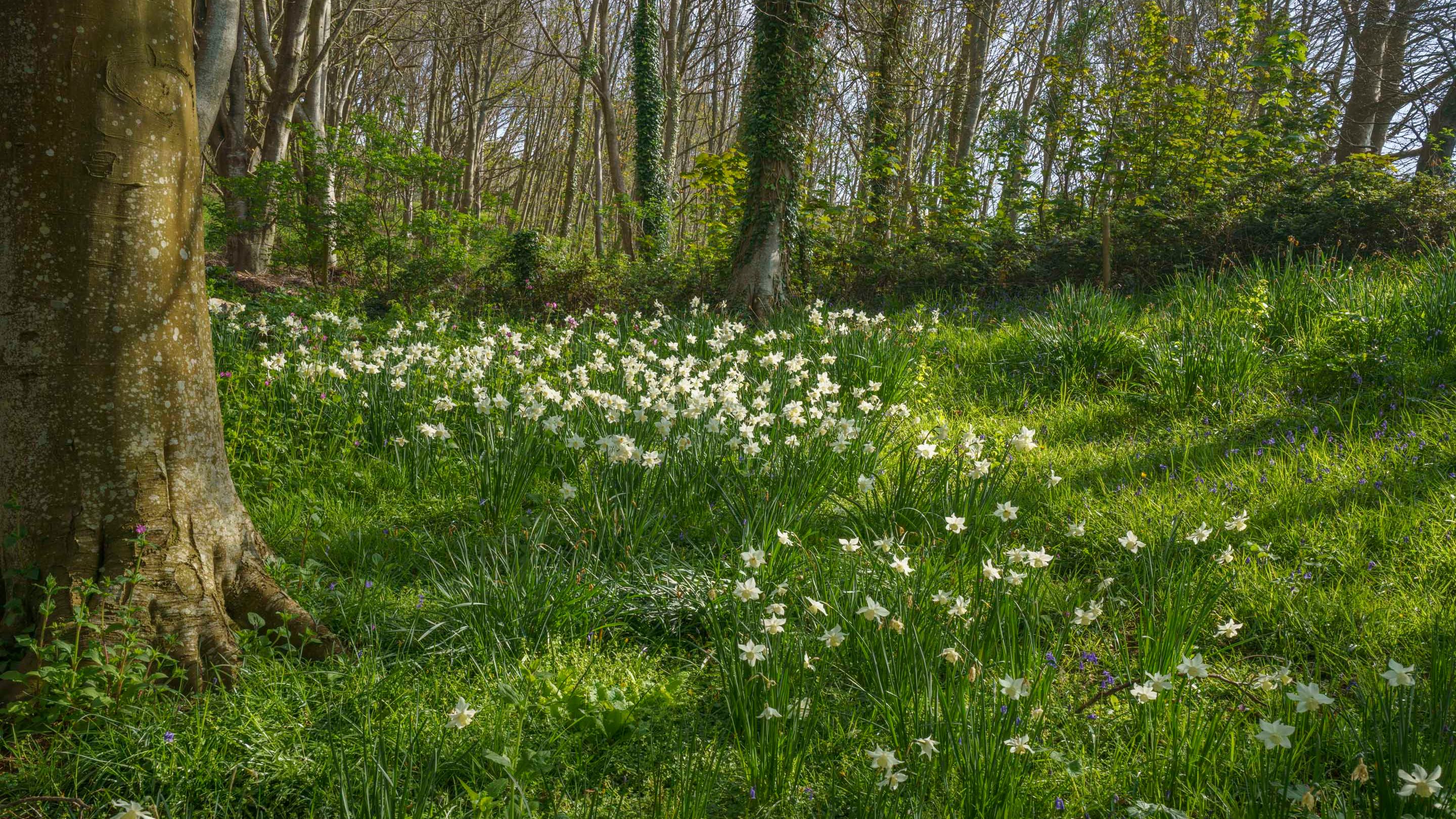 The garden at Mottistone | Isle of Wight | National Trust