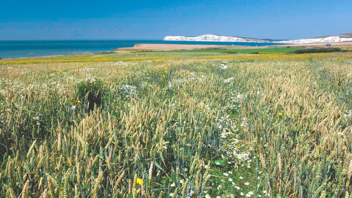 Mottistone sea walk | Isle of Wight | National Trust