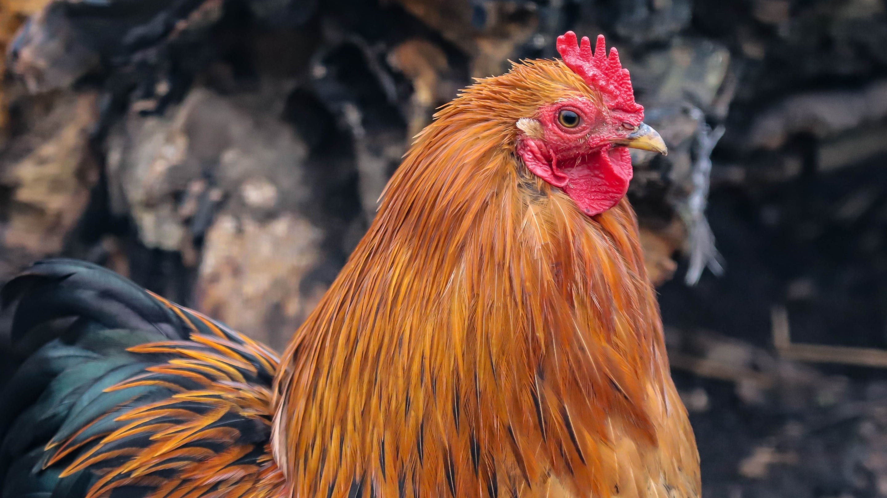 Days out with kids | Chartwell | National Trust