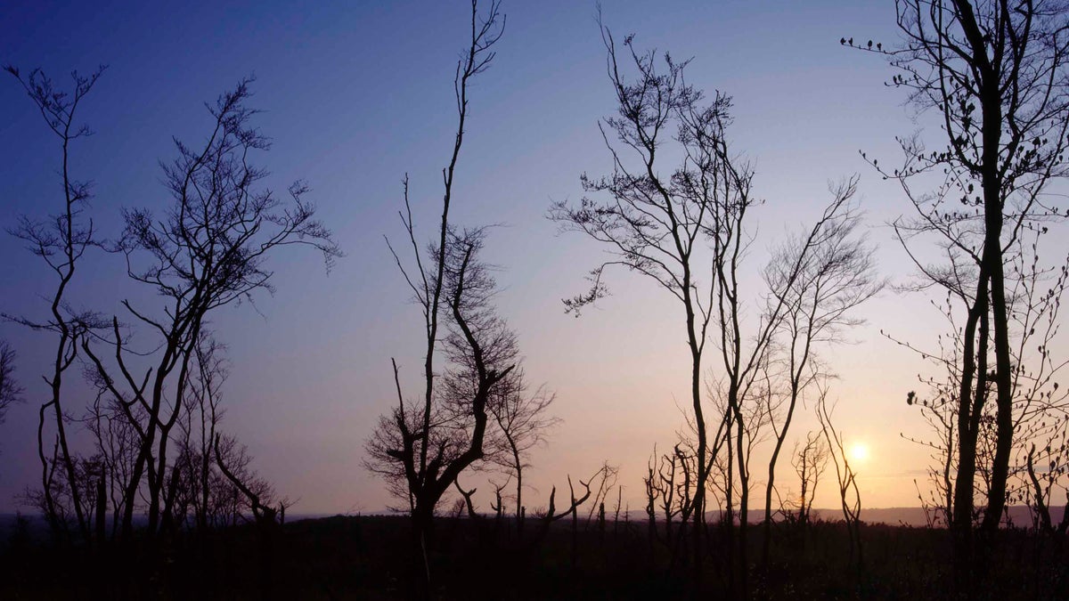 One Tree Hill's history │Kent | National Trust