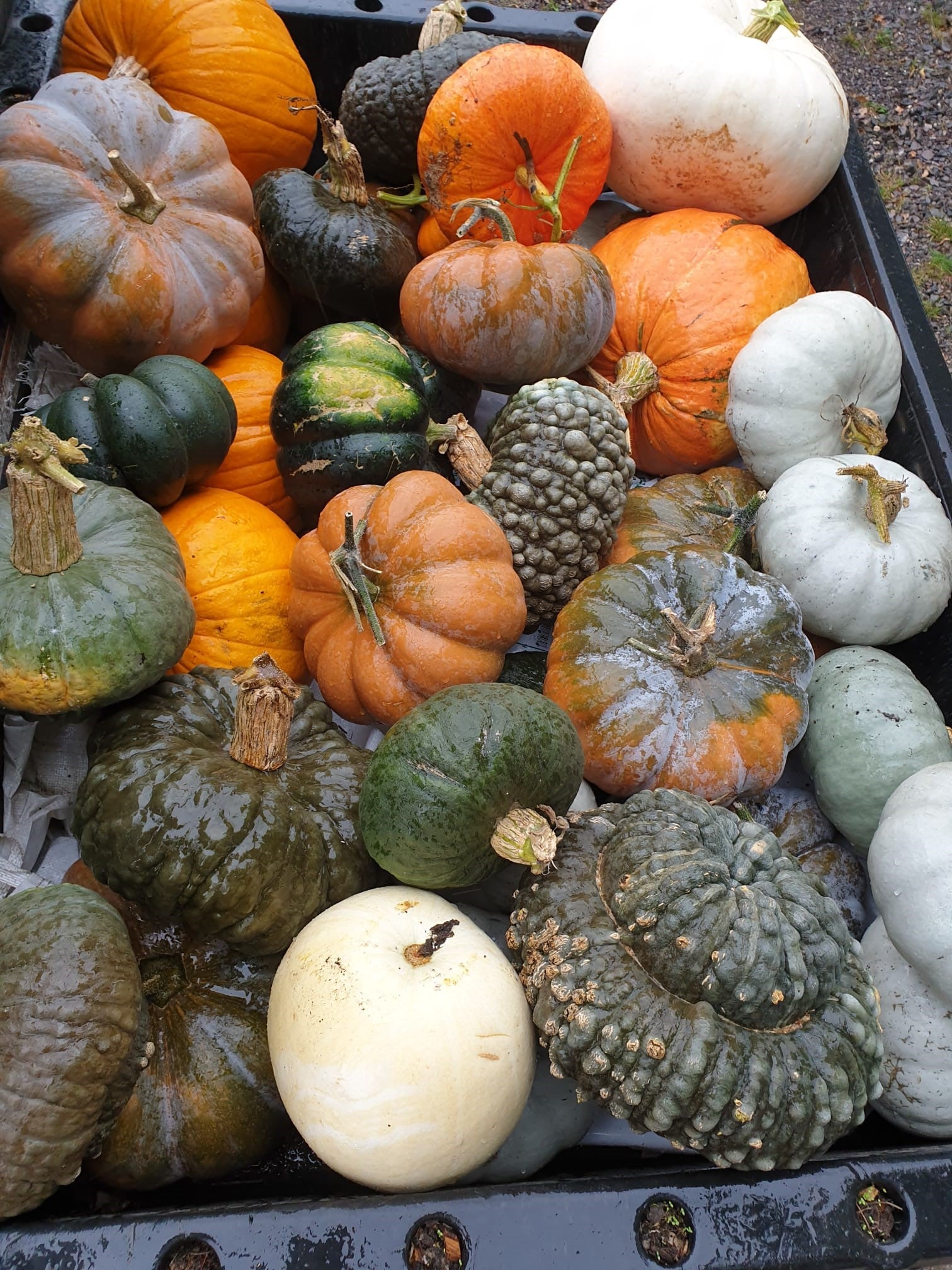 Family-friendly | Kent | National Trust