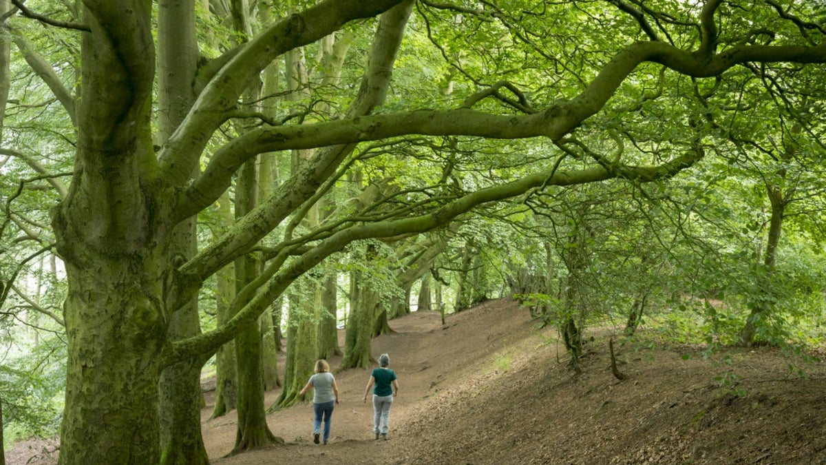 Woodland and forest walks | National Trust