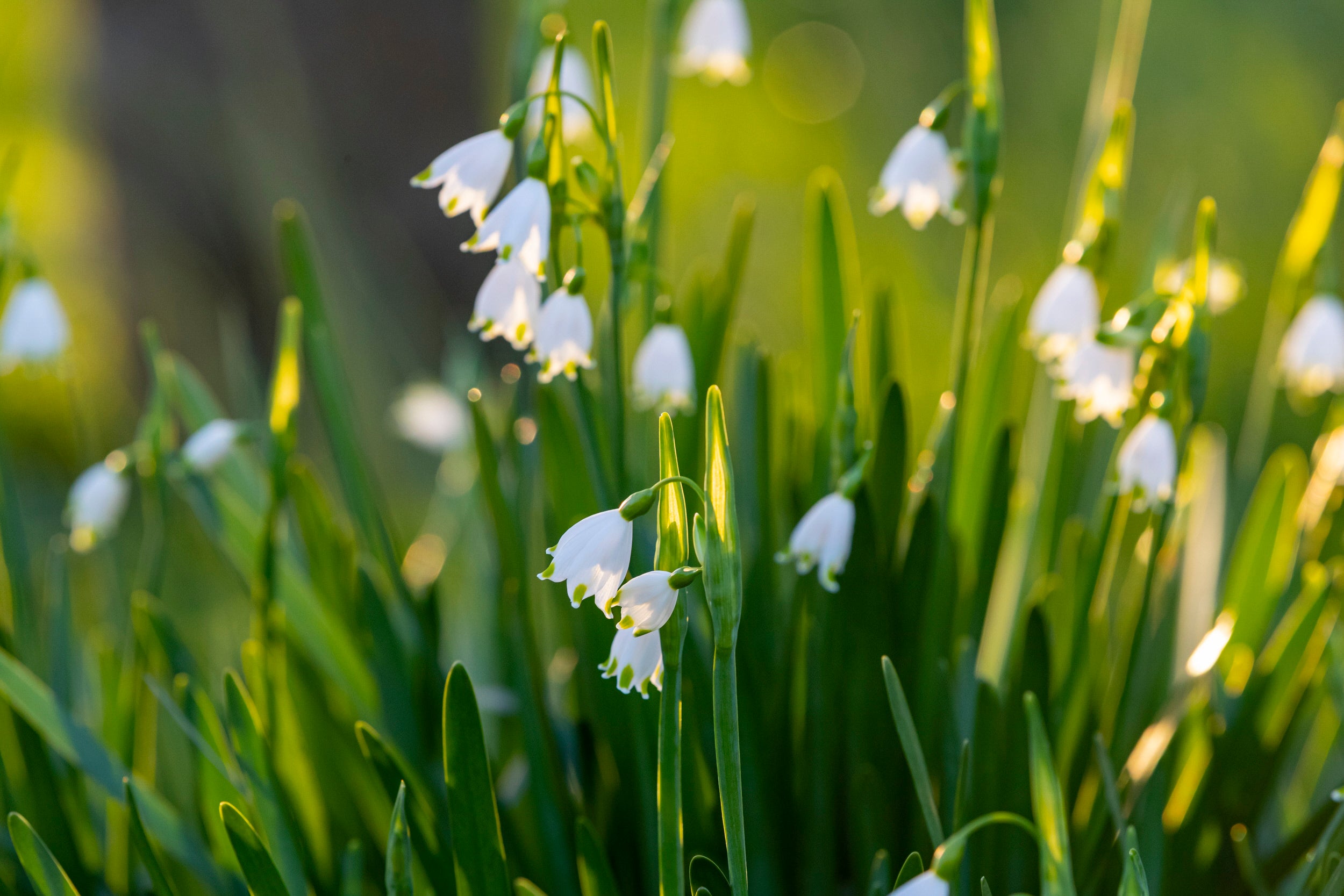 The garden at Sissinghurst | Kent | National Trust