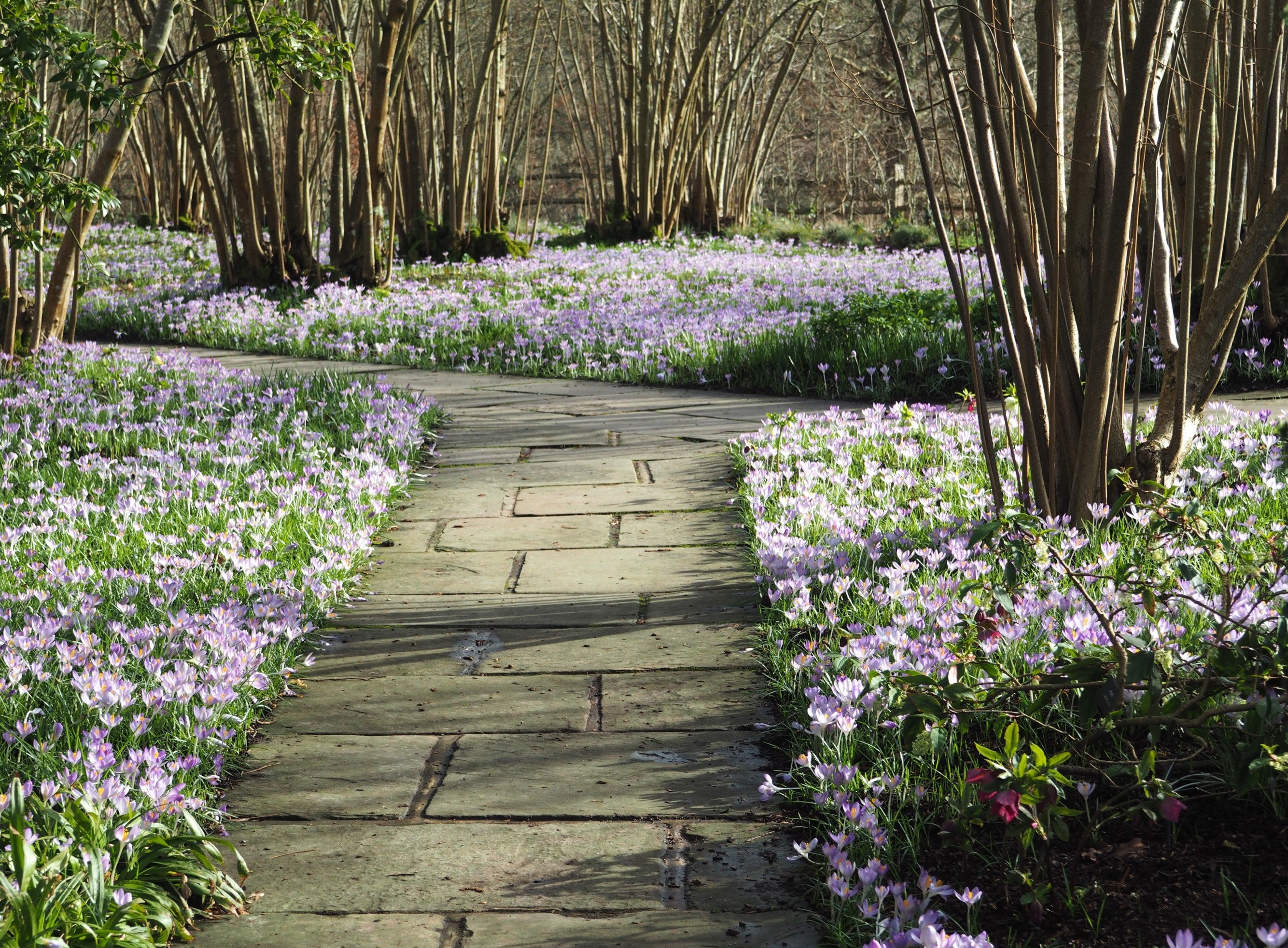 The garden at Sissinghurst | Kent | National Trust