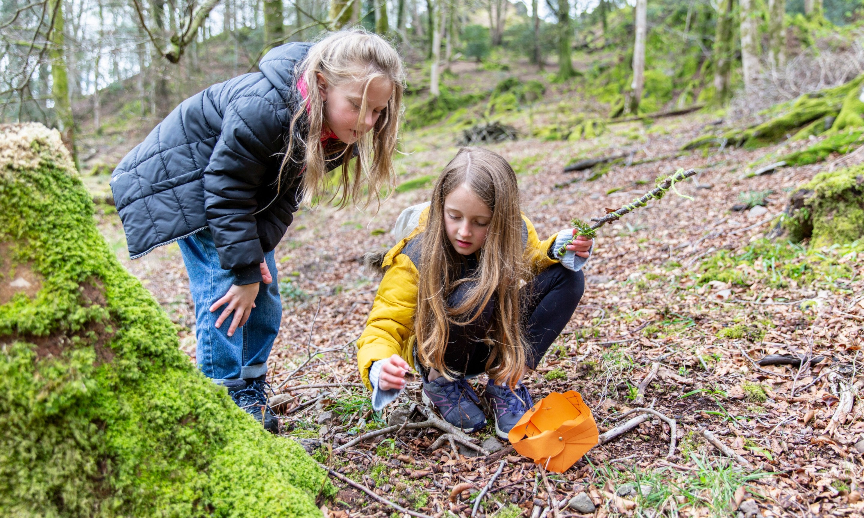 Dudmaston Estate Comer Woods | National Trust