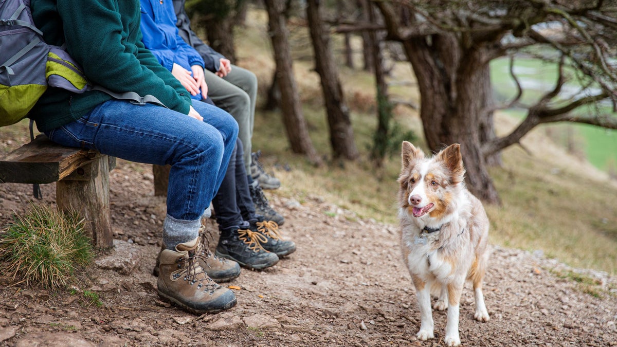 Arnside Knott circular walk | Cumbria | National Trust