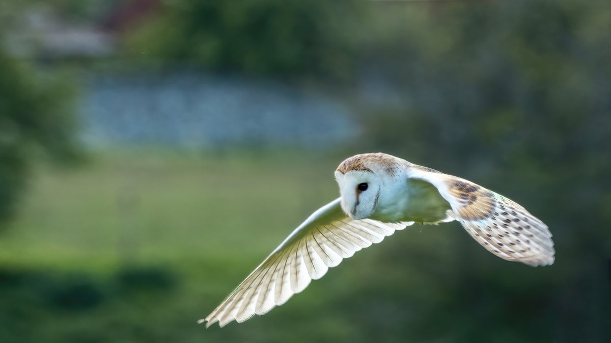 Wildlife in Borrowdale │Lake District | National Trust