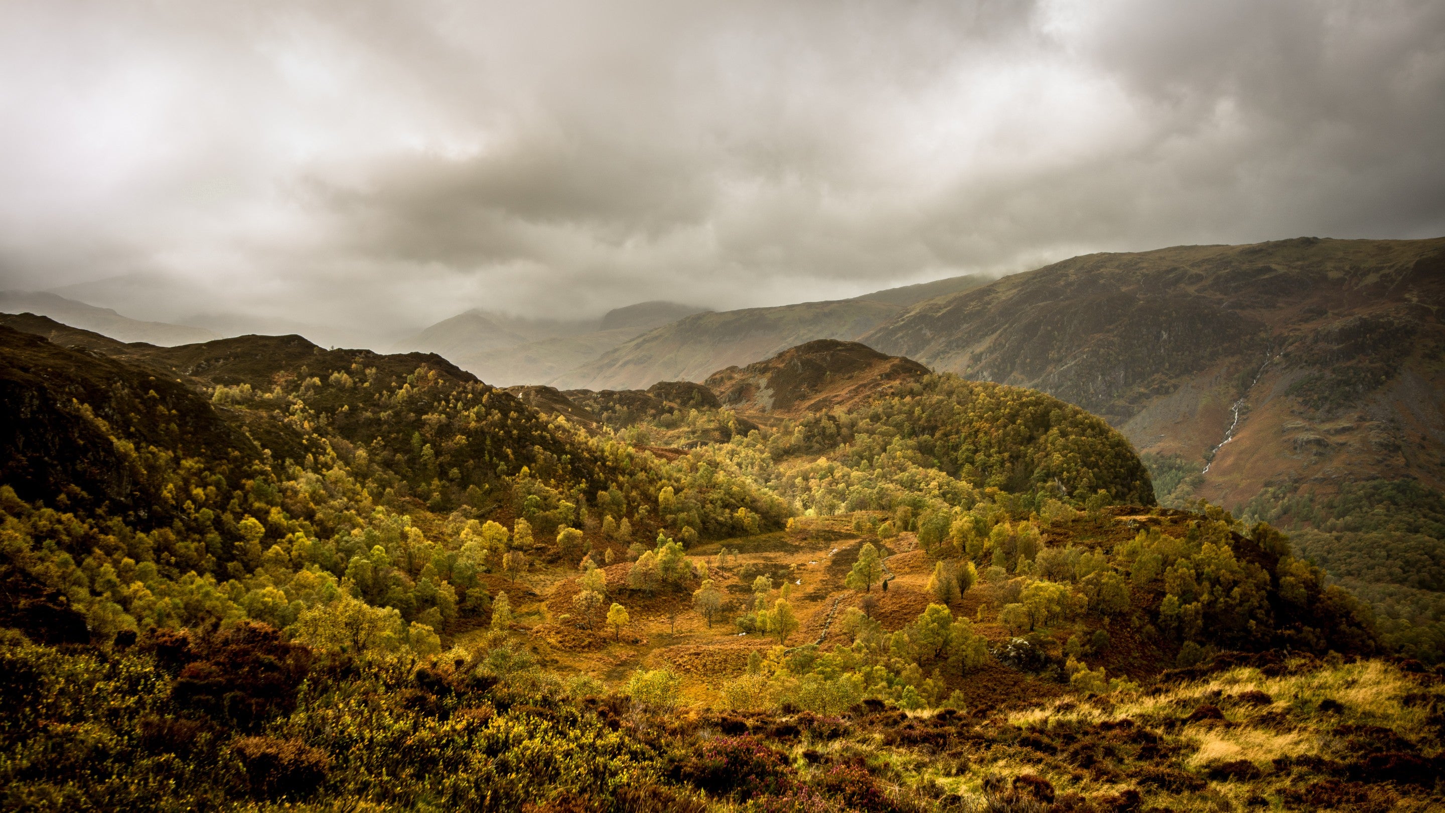 Wildlife in Borrowdale │Lake District | National Trust