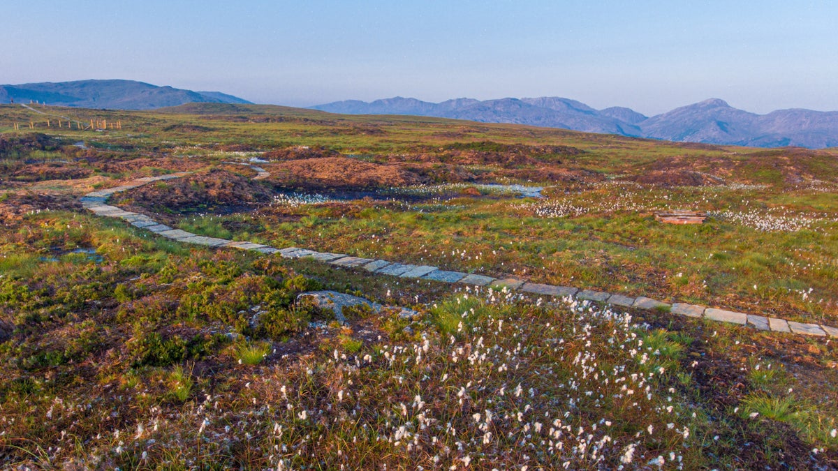 Donate to our climate appeal today. | National Trust