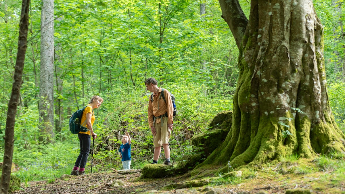 Exploring Borrowdale| Lake District | National Trust