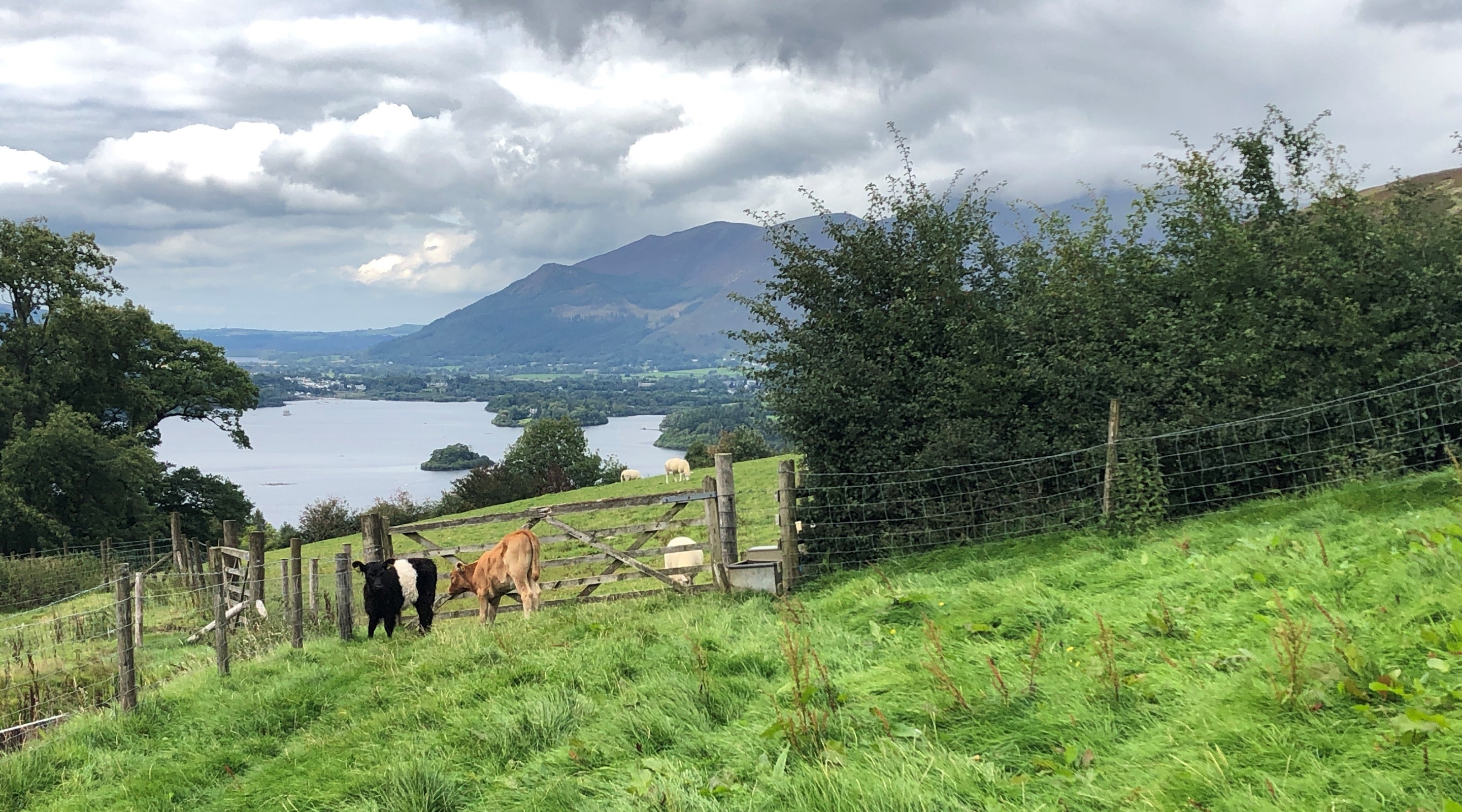 Borrowdale National Nature Reserve | National Trust