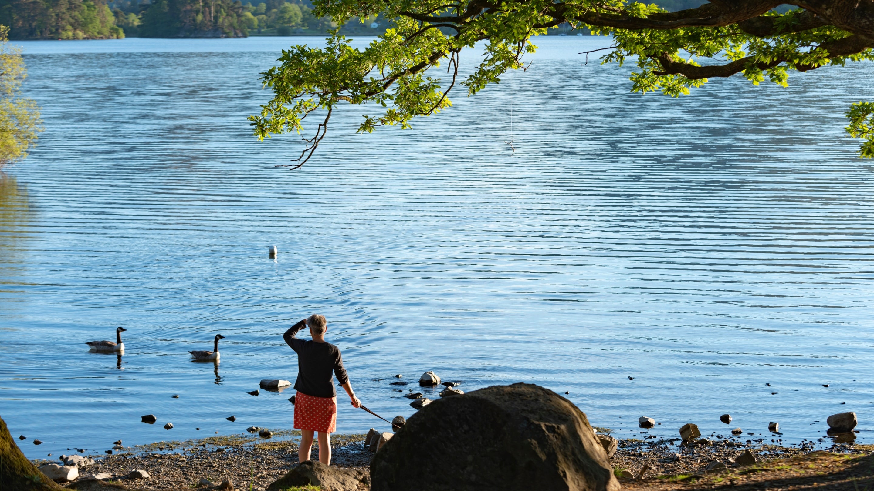 Windermere west shore walk | Lake District | National Trust