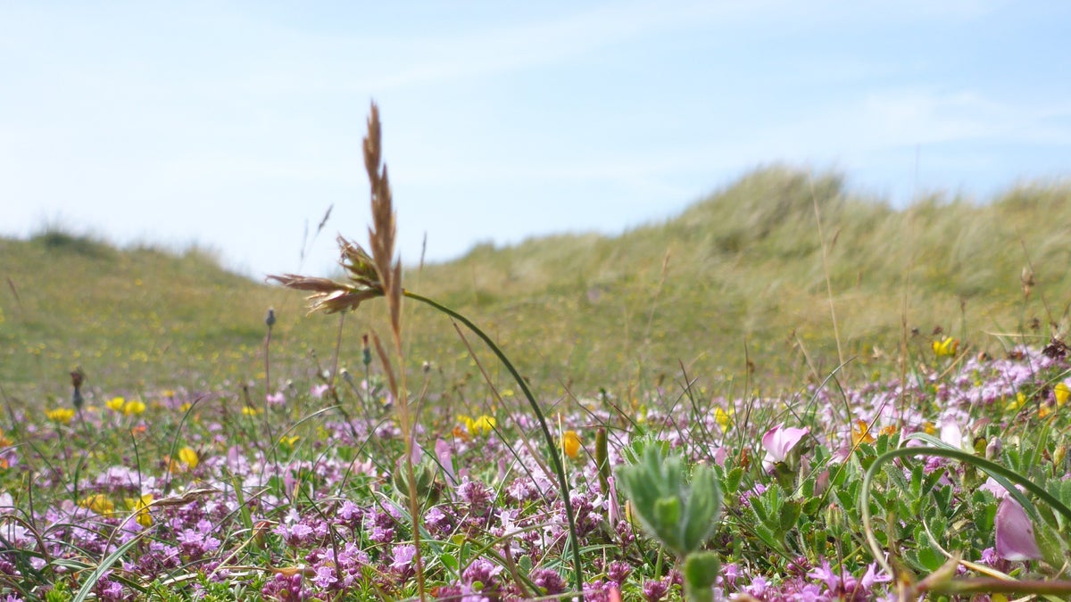 Visiting Sandscale Haws | Lake District | National Trust