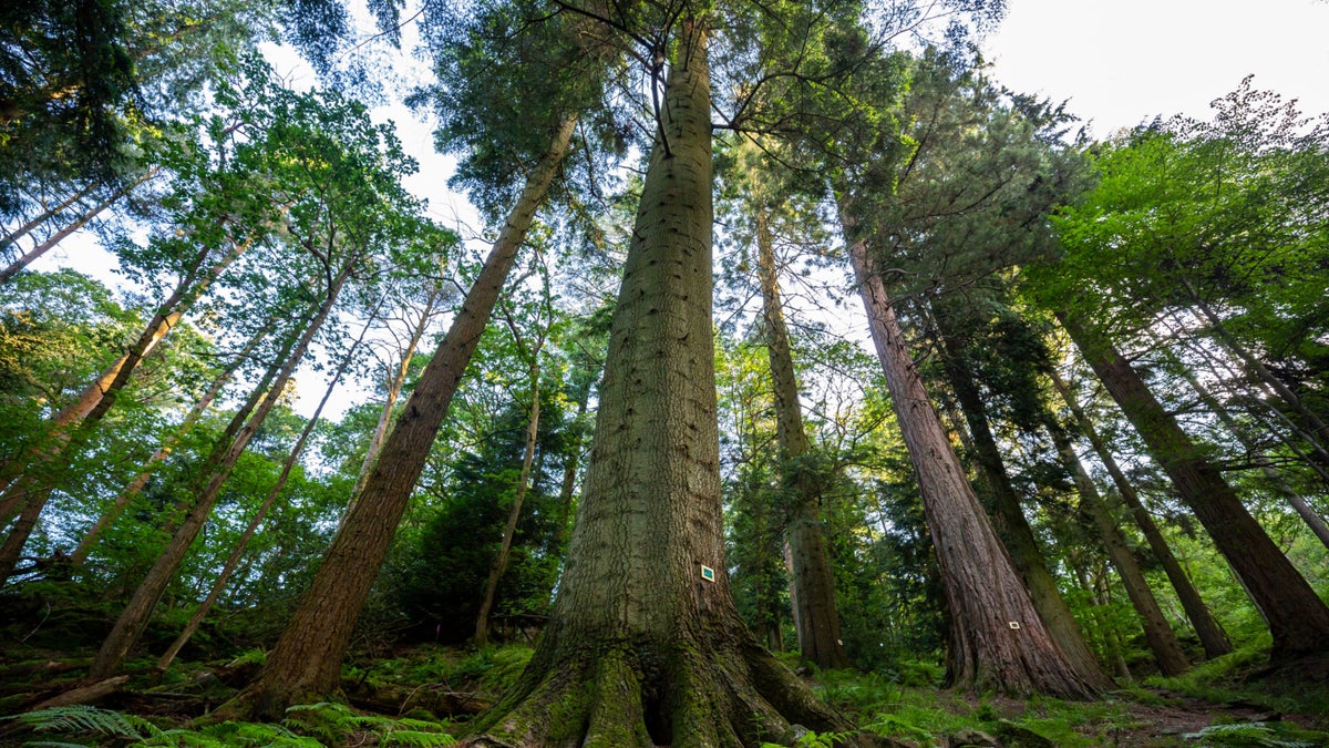 Ambleside Champion Tree Trail | Cumbria | National Trust