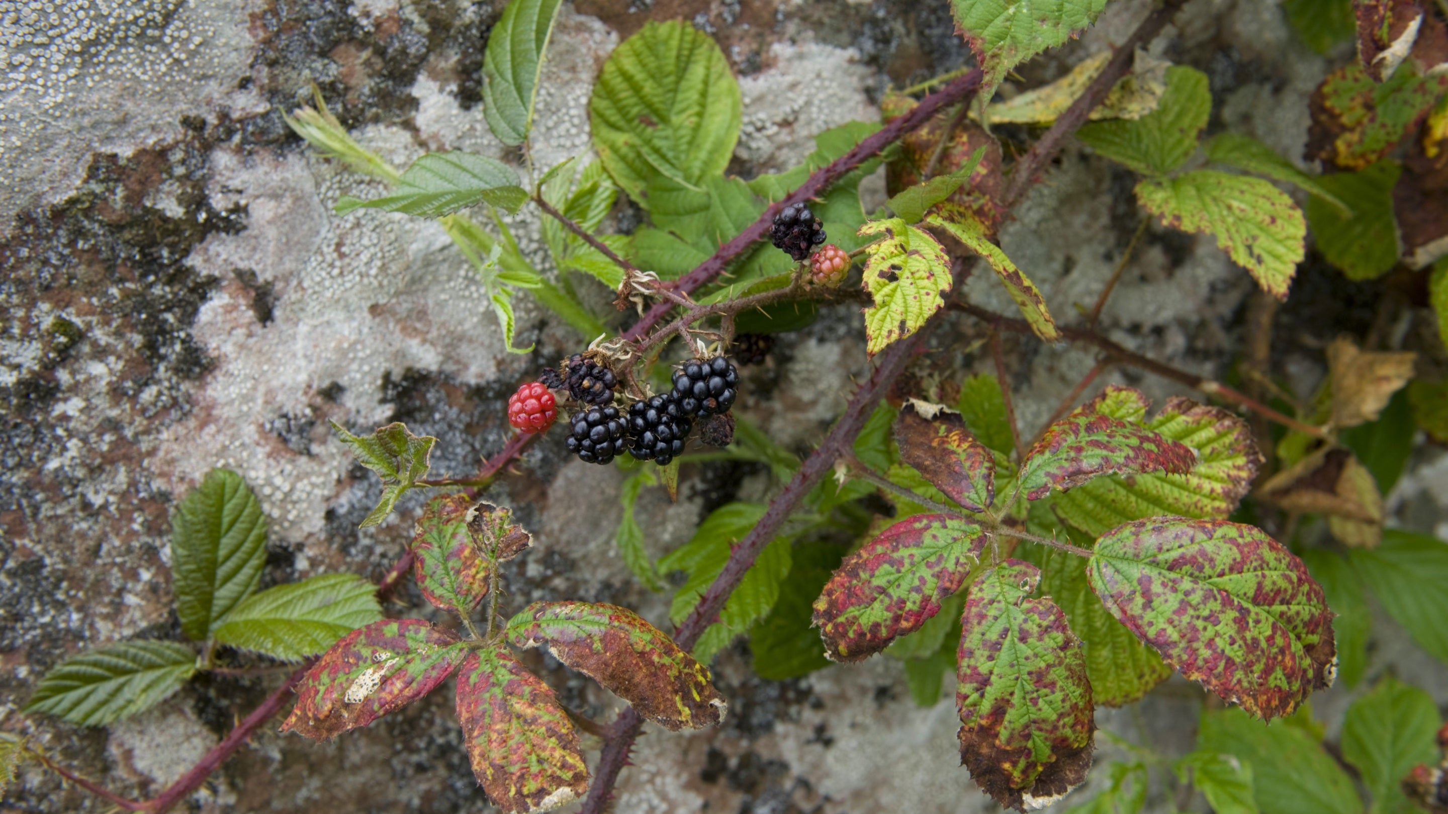 Best places to pick blackberries | National Trust