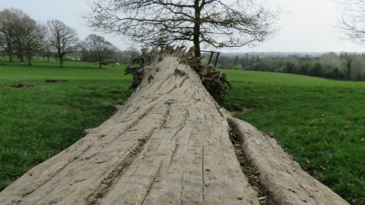 Canons Ashby park walk | Northamptonshire | National Trust