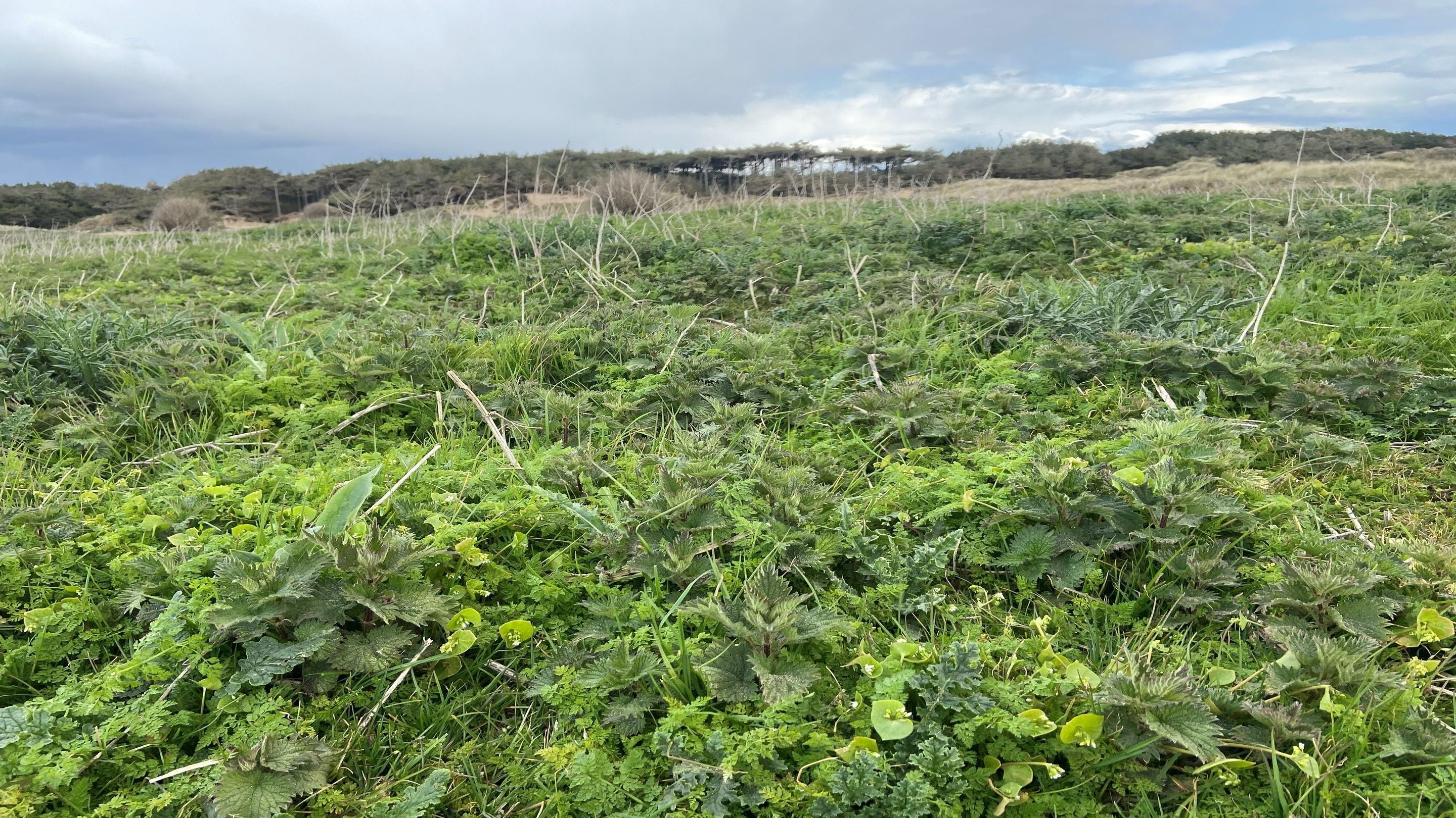 Conservation work at Formby │ Liverpool | National Trust