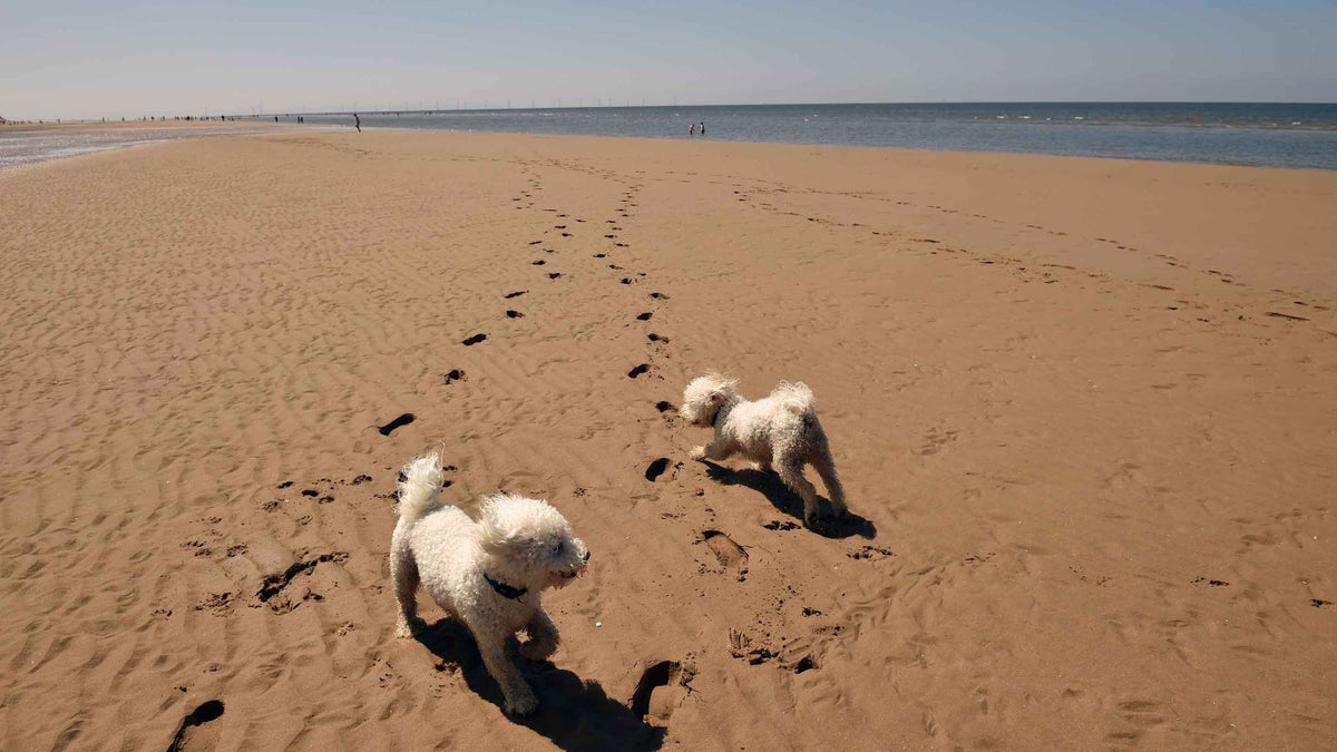 Bring your dog to Formby │ Liverpool | National Trust